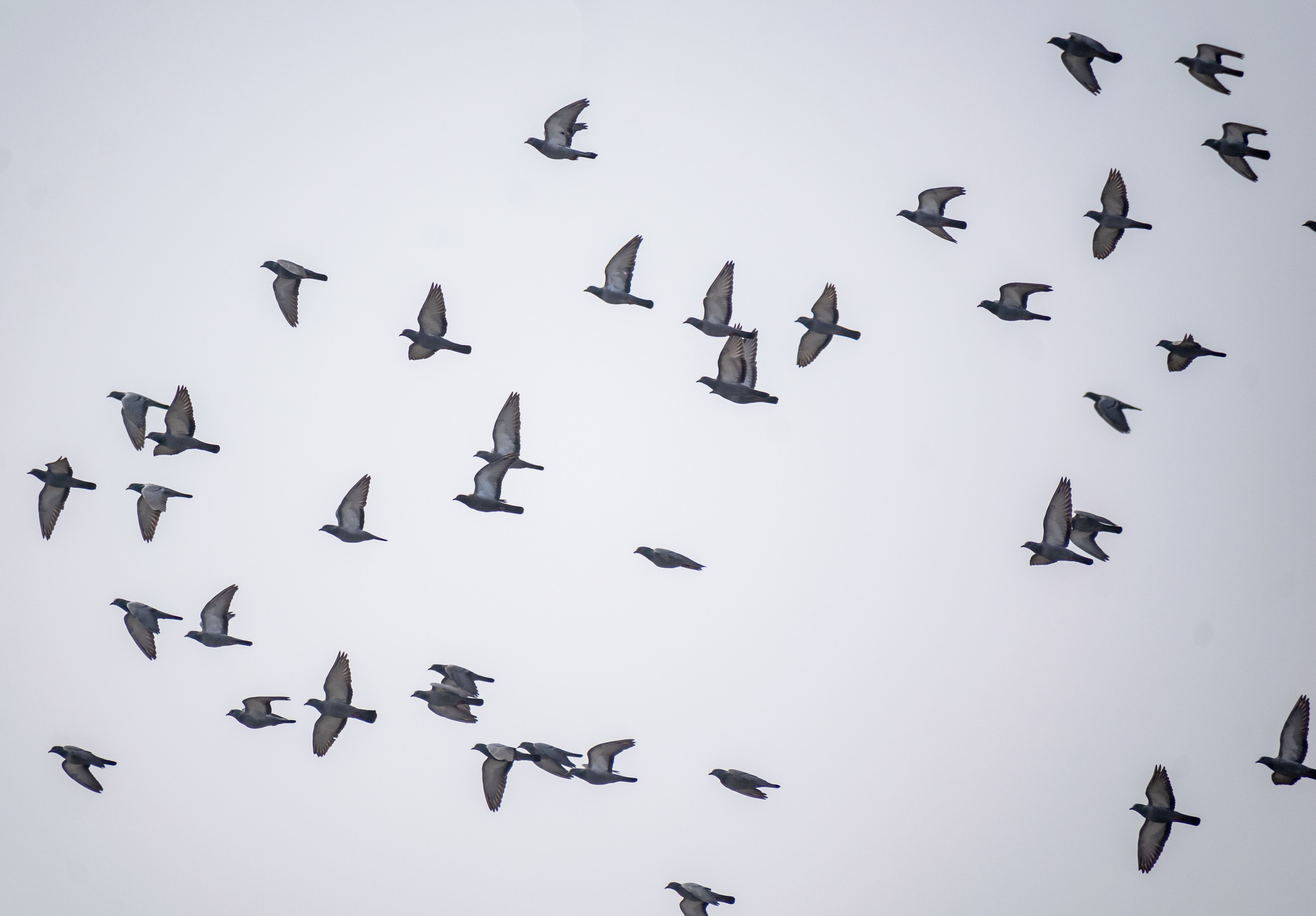 Flock Of Doves Photos, Download The BEST Free Flock Of Doves Stock ...