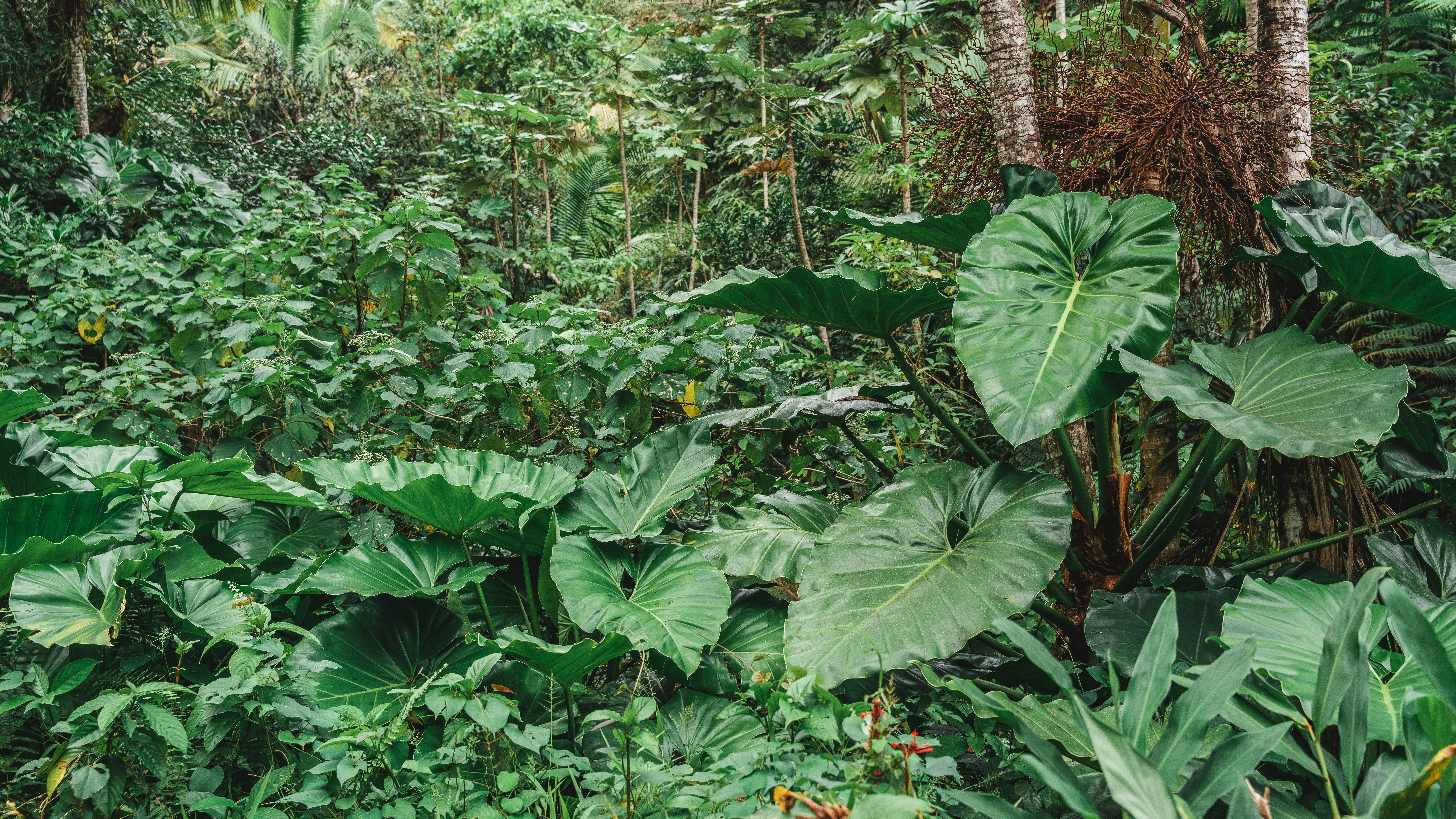 Plants in a Rainforest · Free Stock Photo