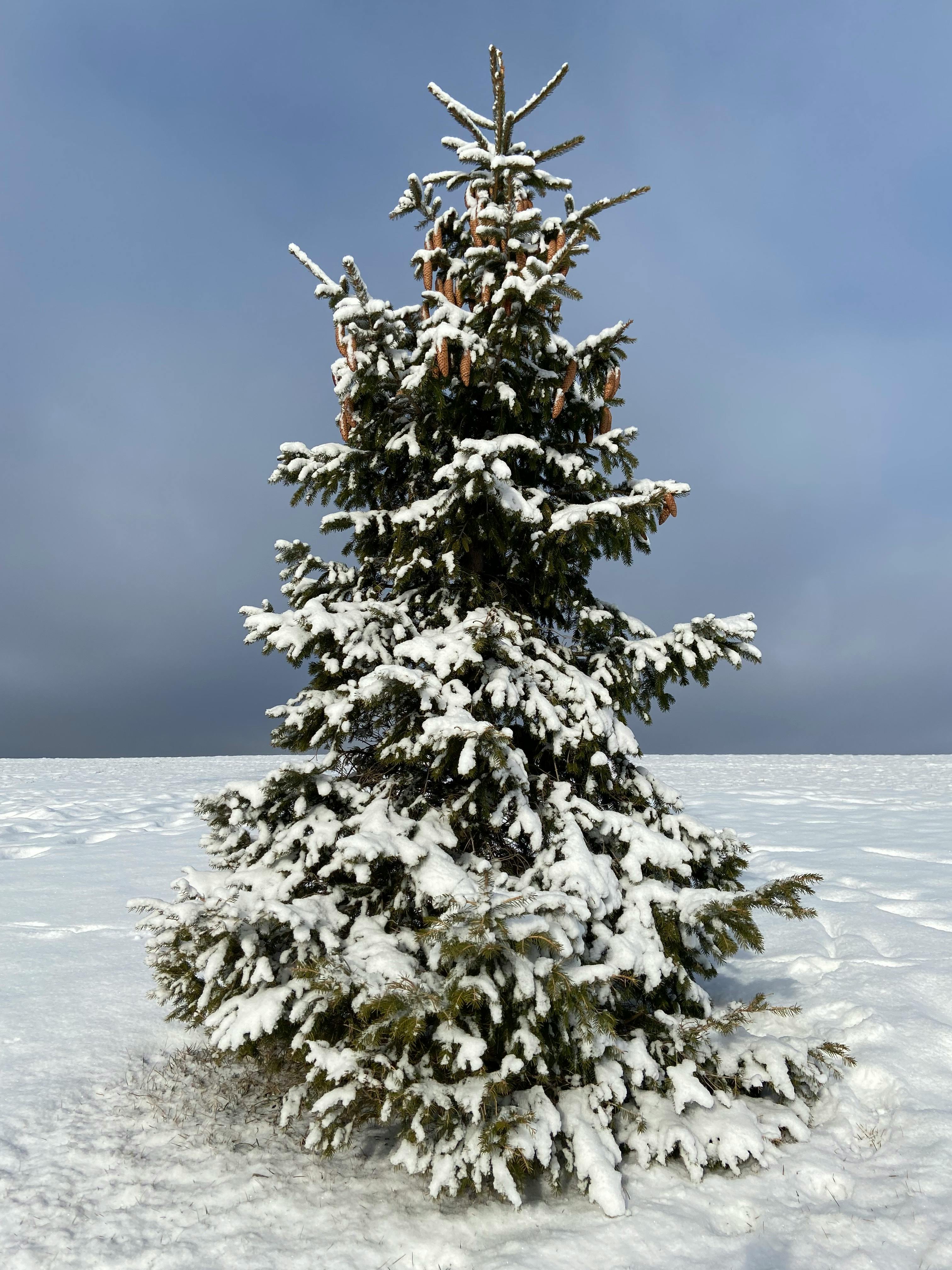 Greyscale Photography of Trees · Free Stock Photo