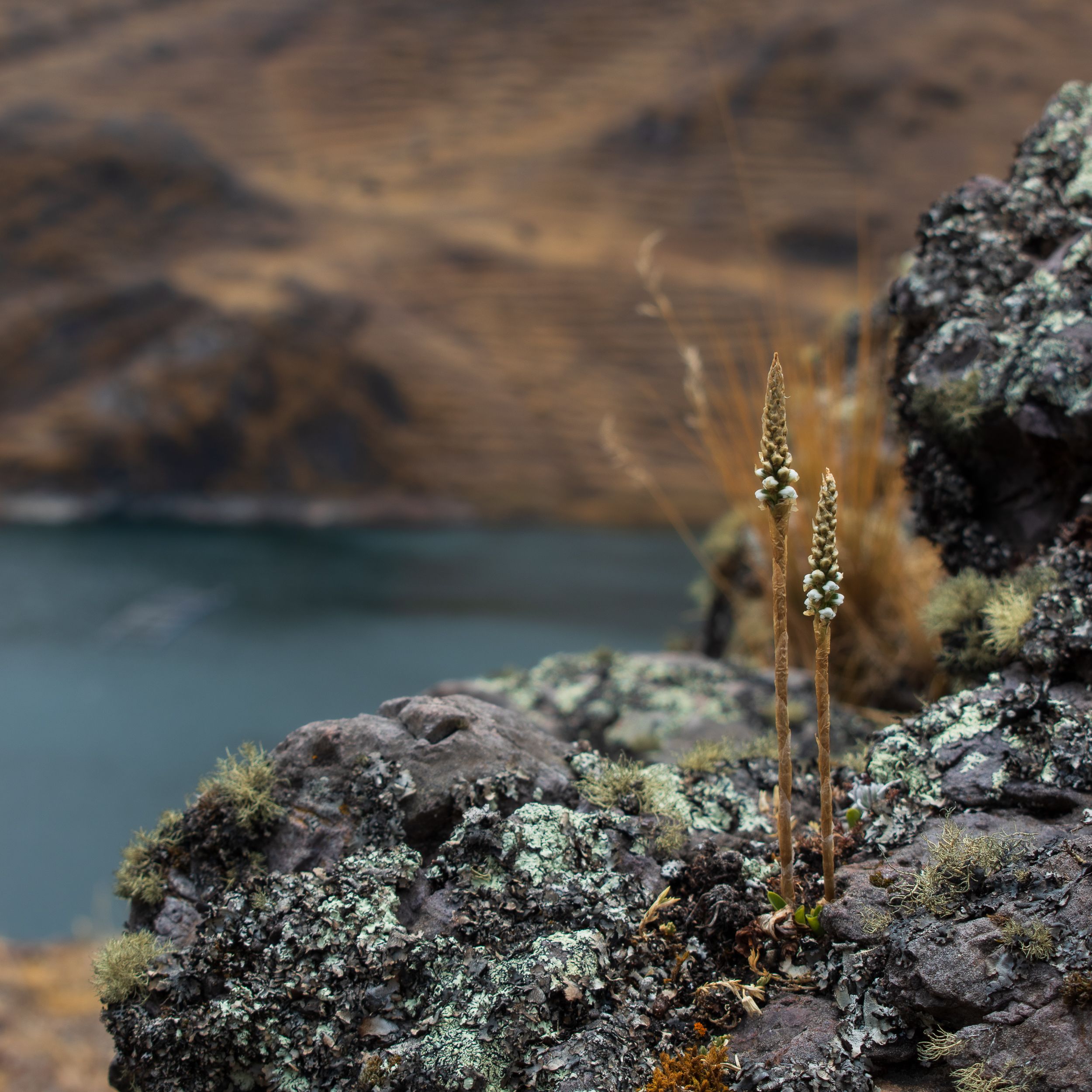 A Plant Growing on the Rock · Free Stock Photo