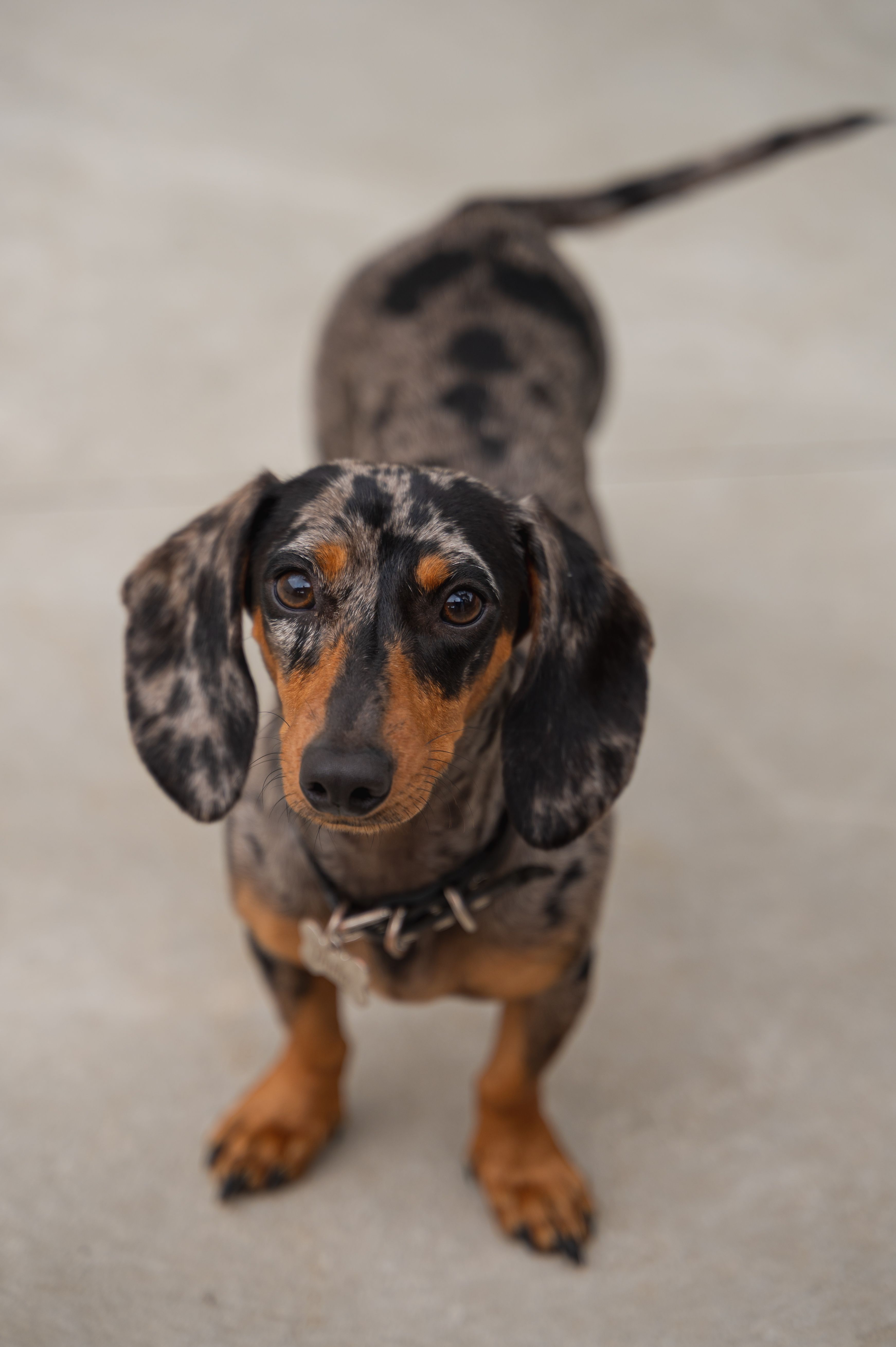 Merle Dachshund Photos, Download The BEST Free Merle Dachshund Stock ...