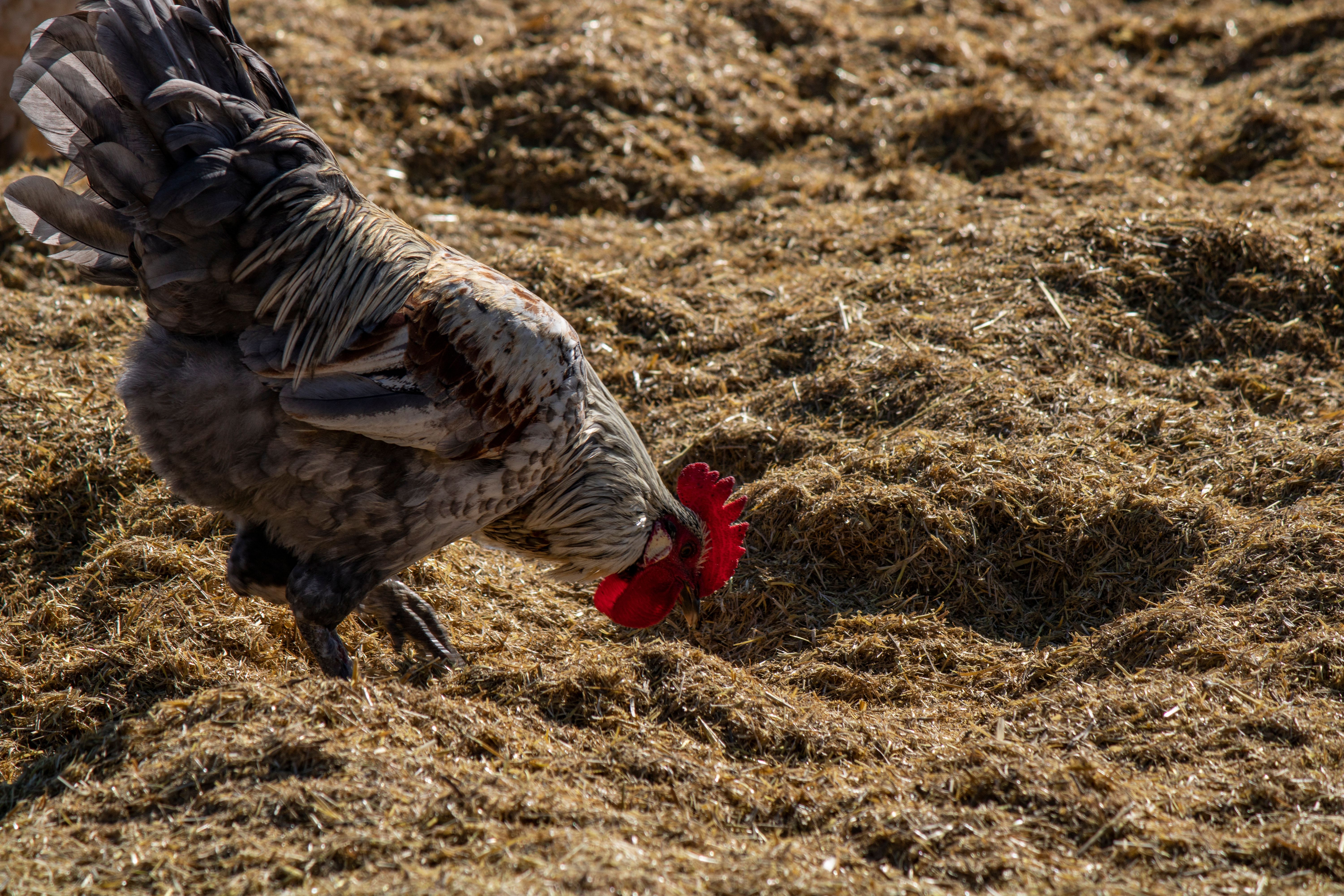 Chicken on Haystack · Free Stock Photo
