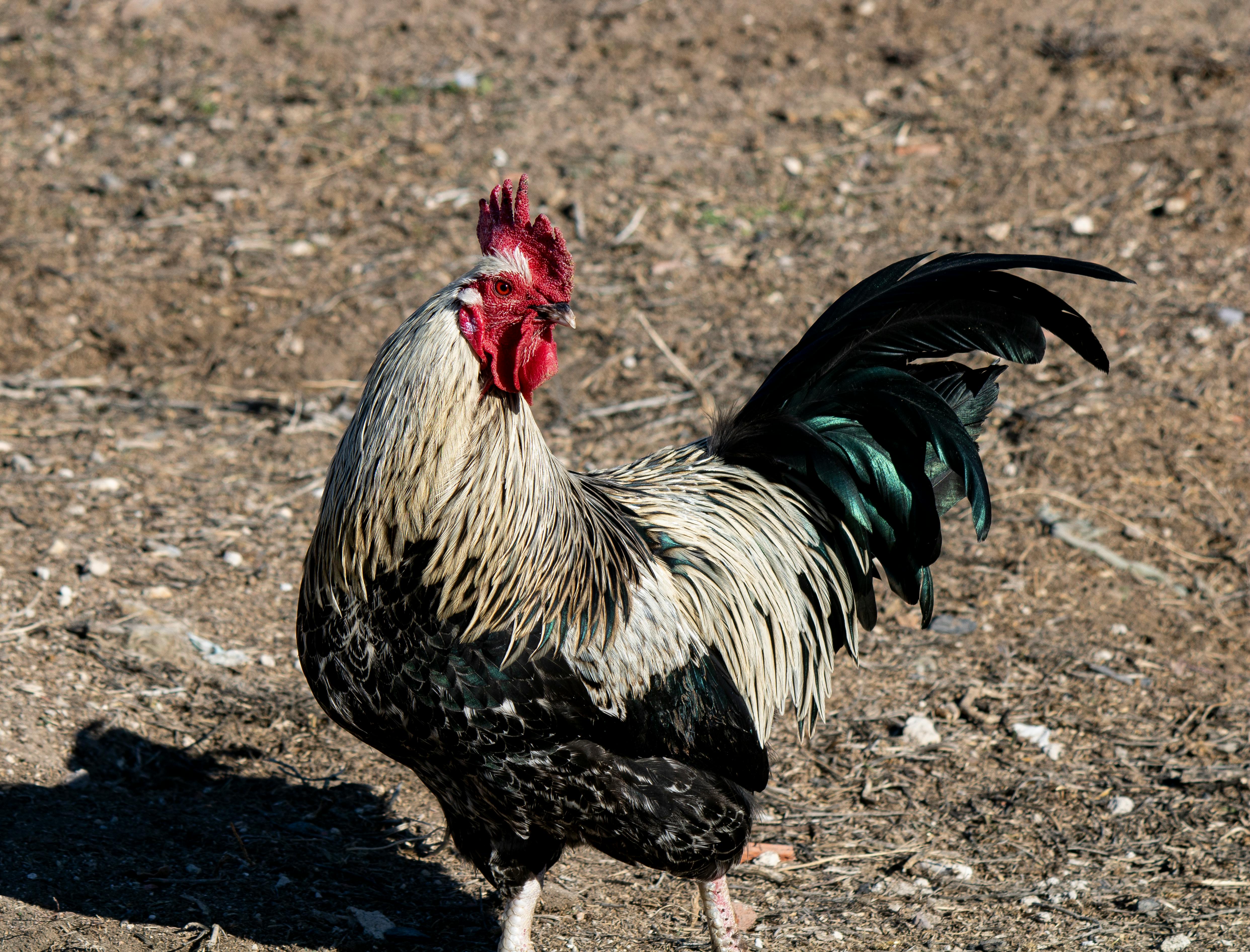 Portrait of a Rooster · Free Stock Photo