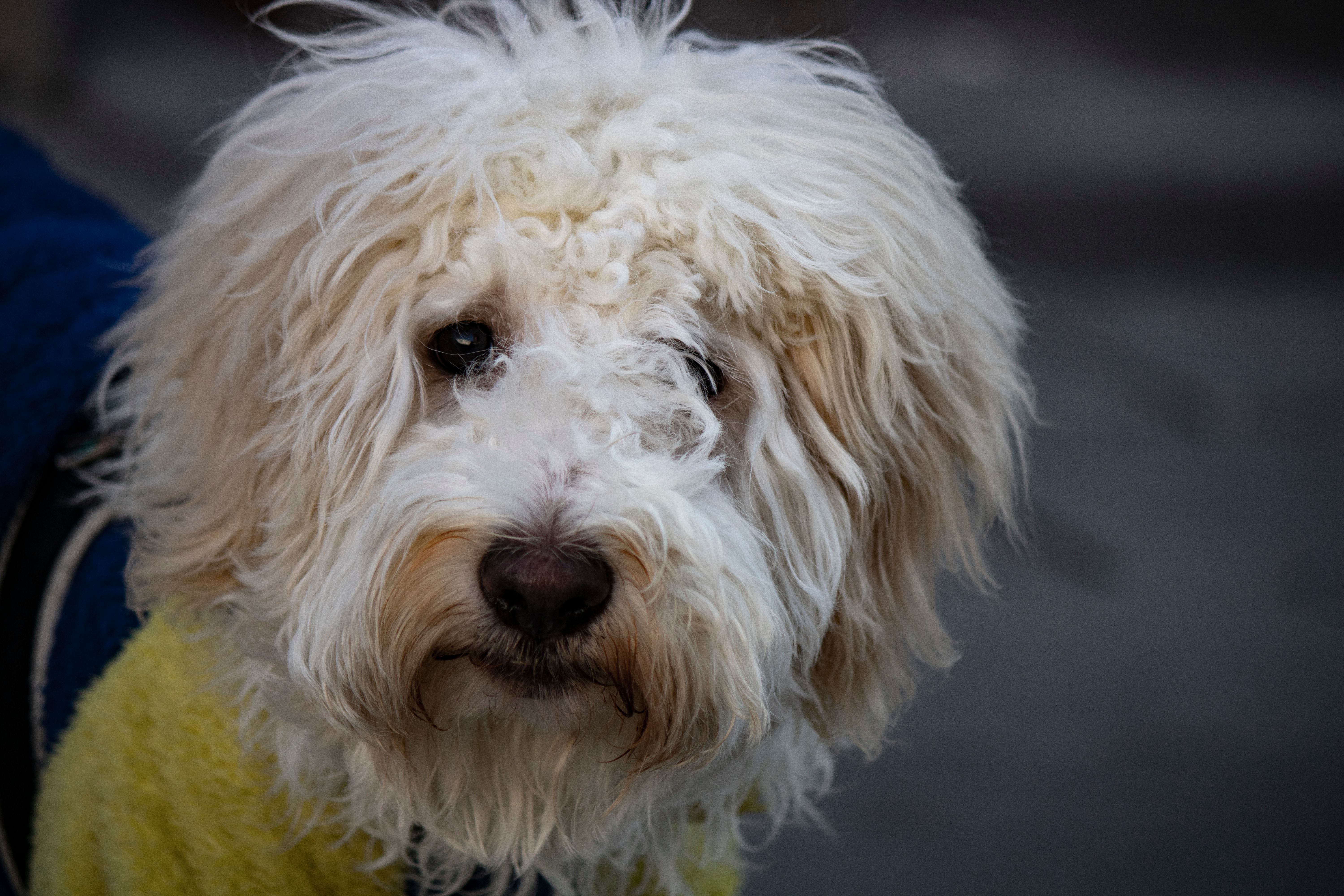 Head of a Dog · Free Stock Photo