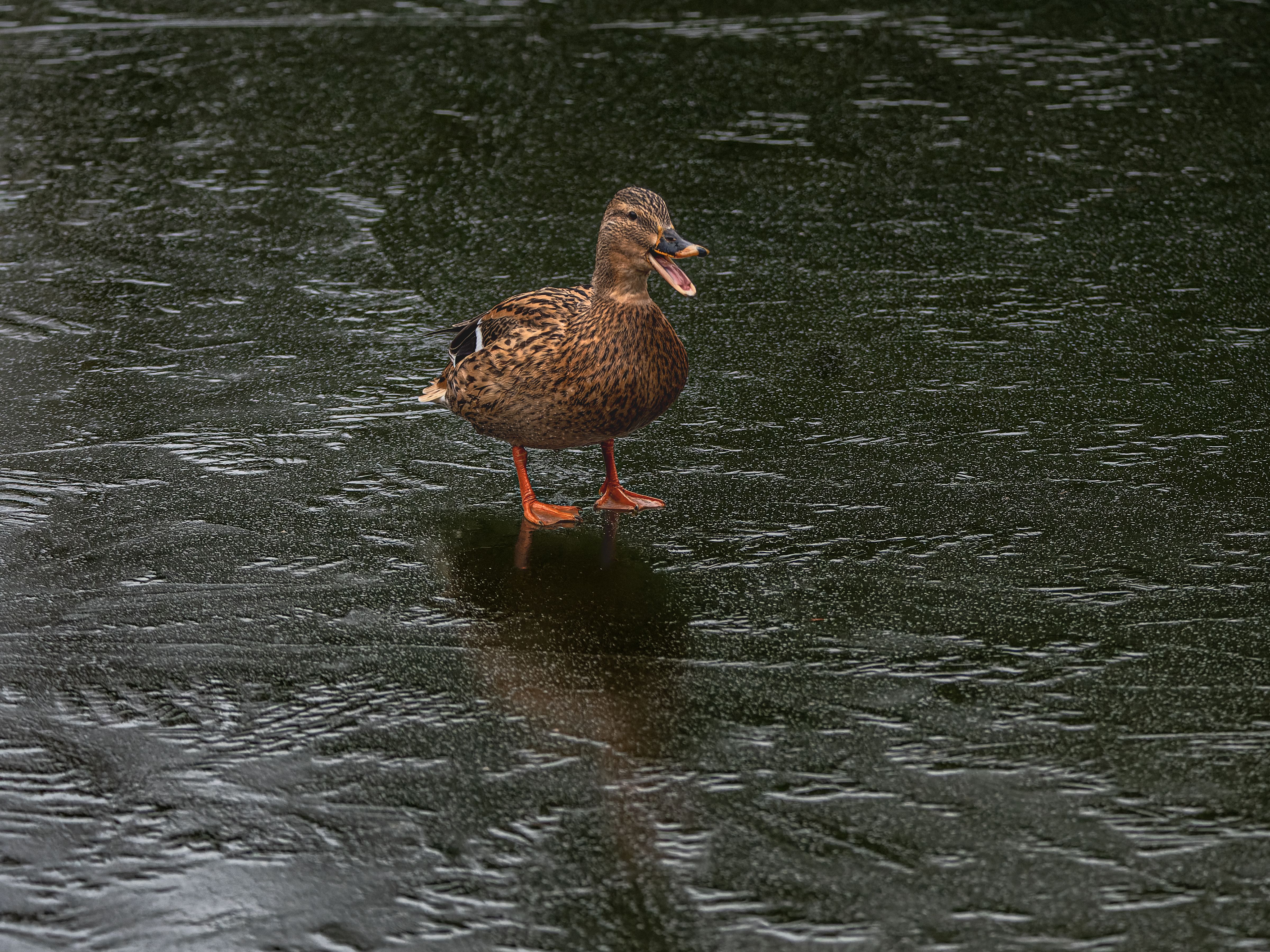 Photo of a Brown Duck Standing on a Frozen River · Free Stock Photo
