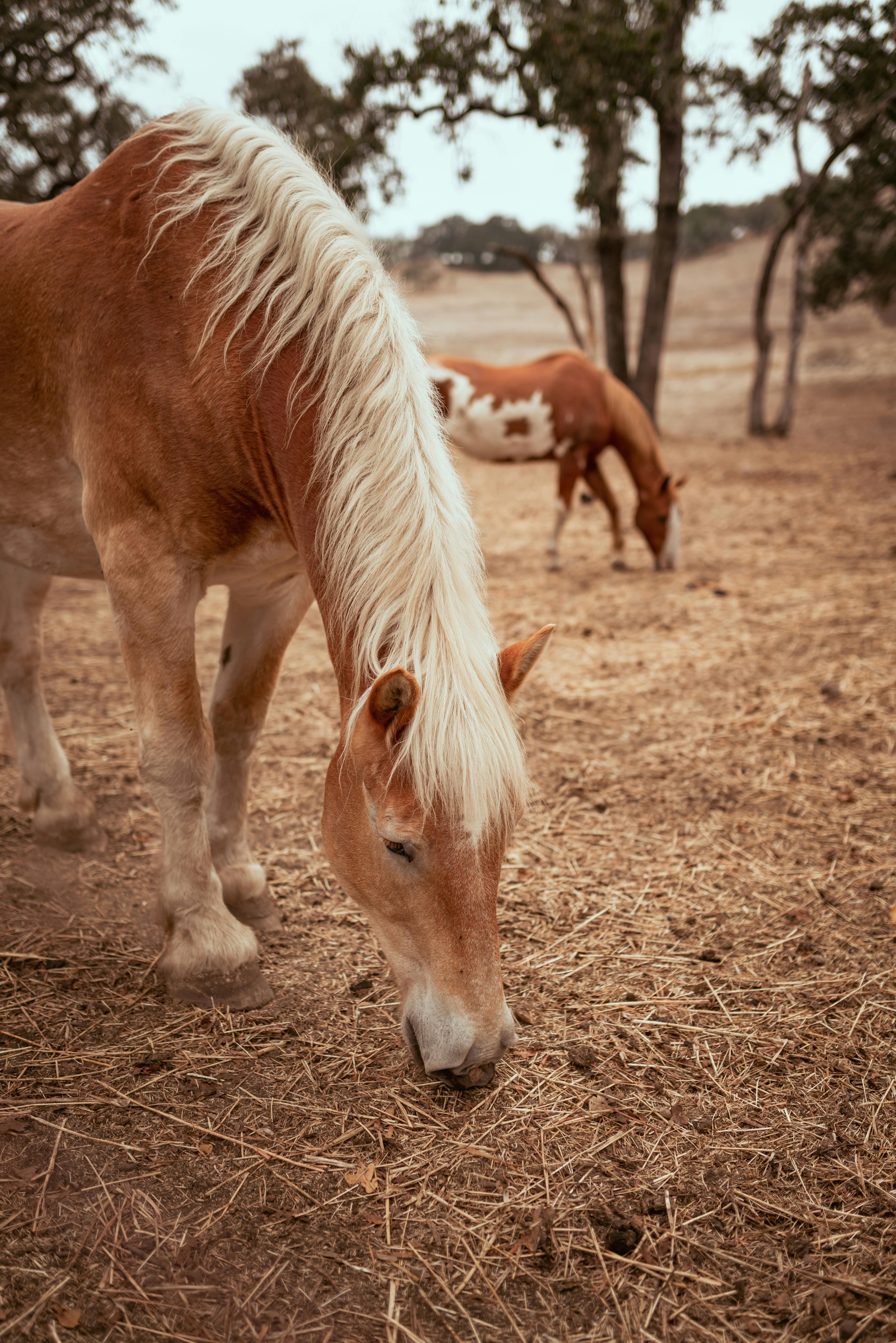 A Horse in a Field · Free Stock Photo