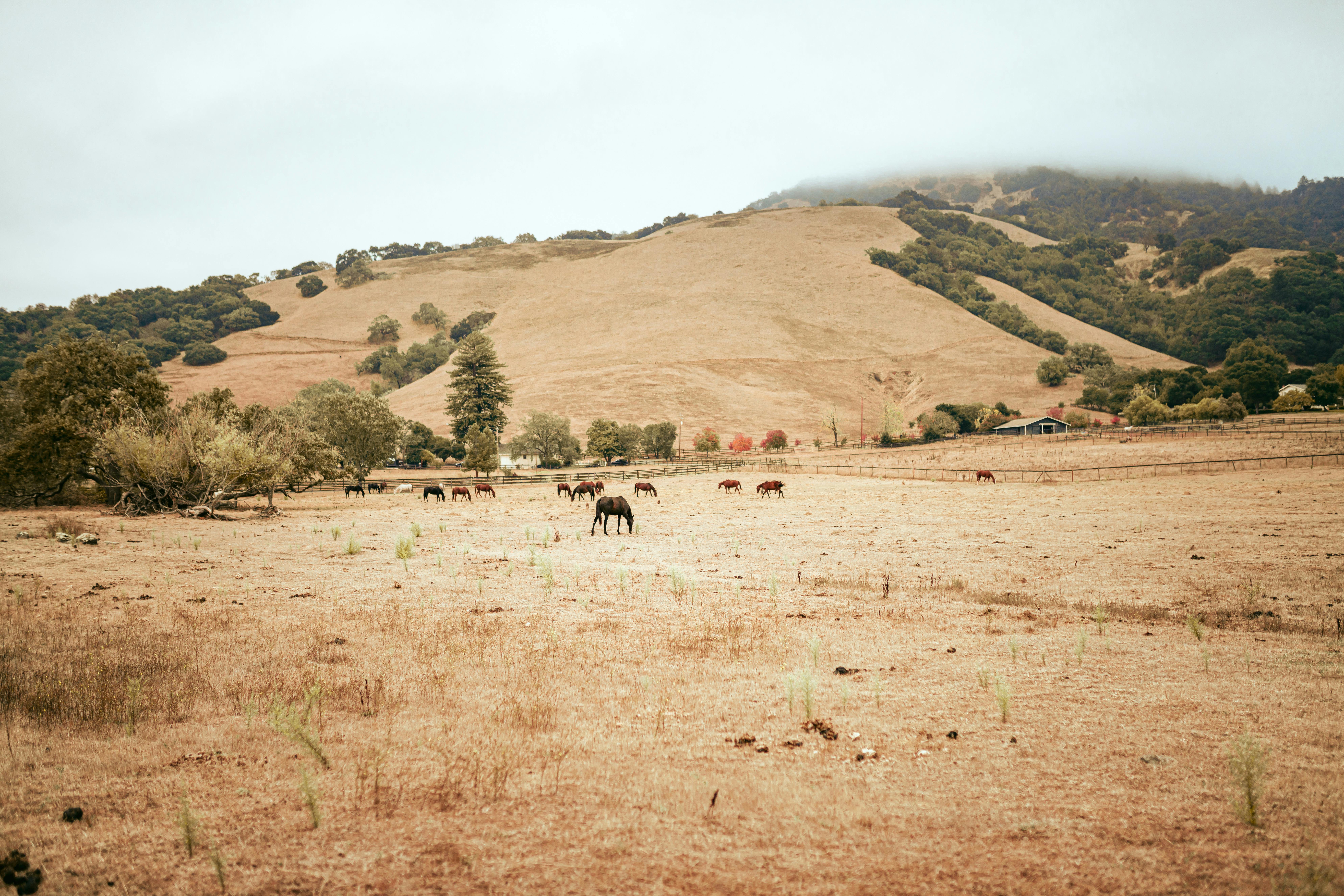 Scenic View of Agricultural Field Against Sky · Free Stock Photo