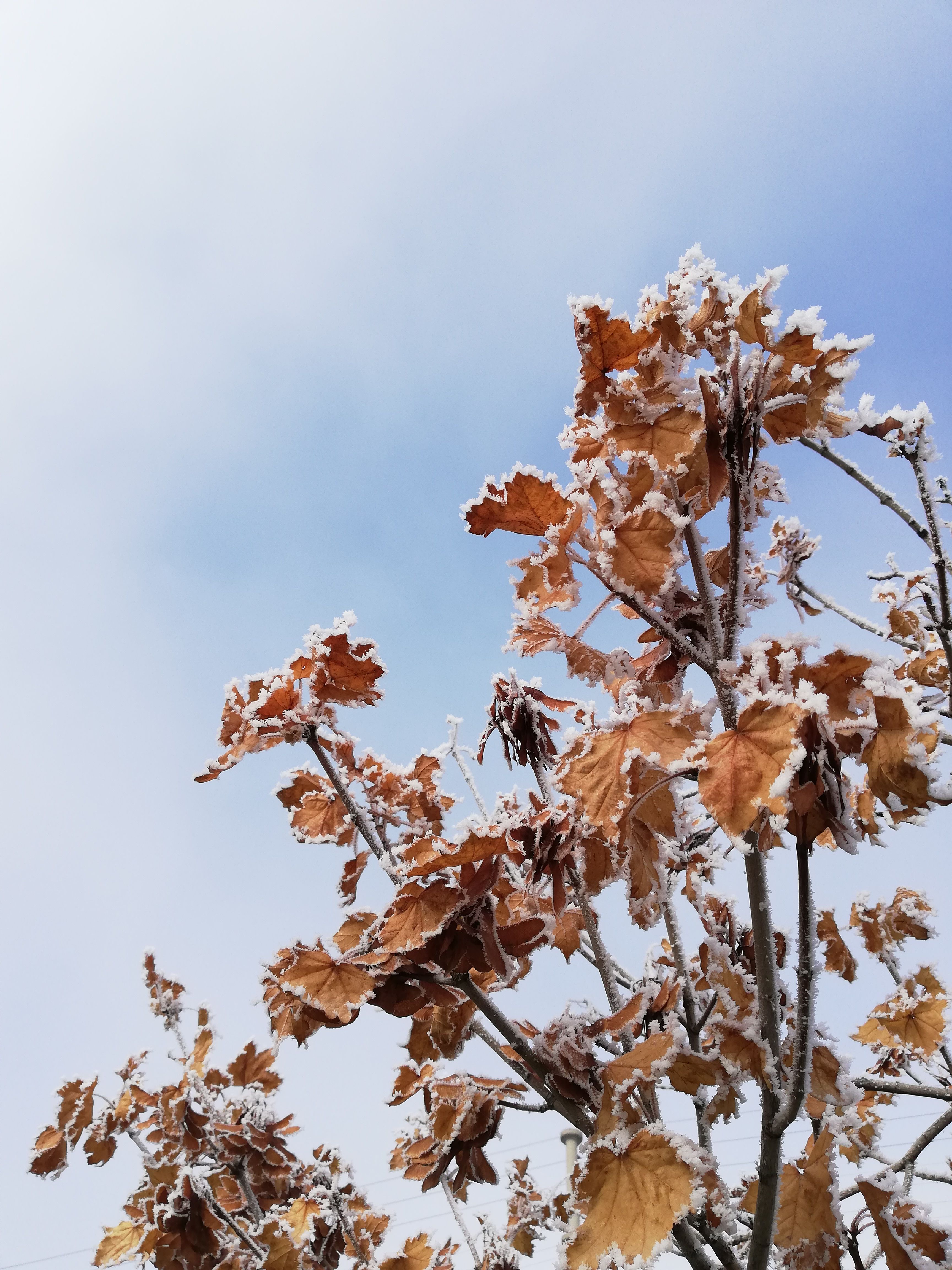 Frosty Brown Leaves on a Tree · Free Stock Photo