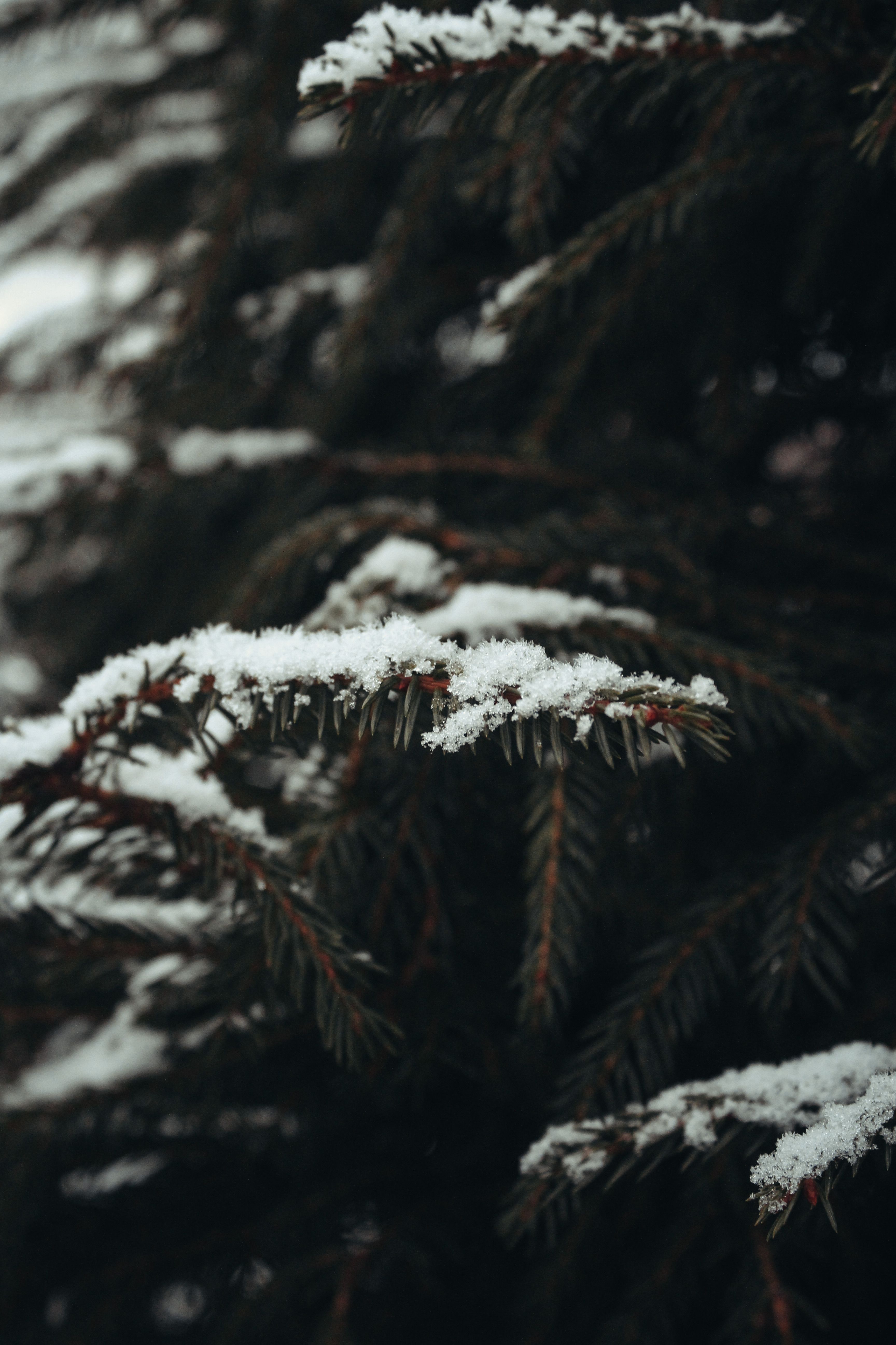 Conifer Tree Covered in Snow During a Snowfall · Free Stock Photo