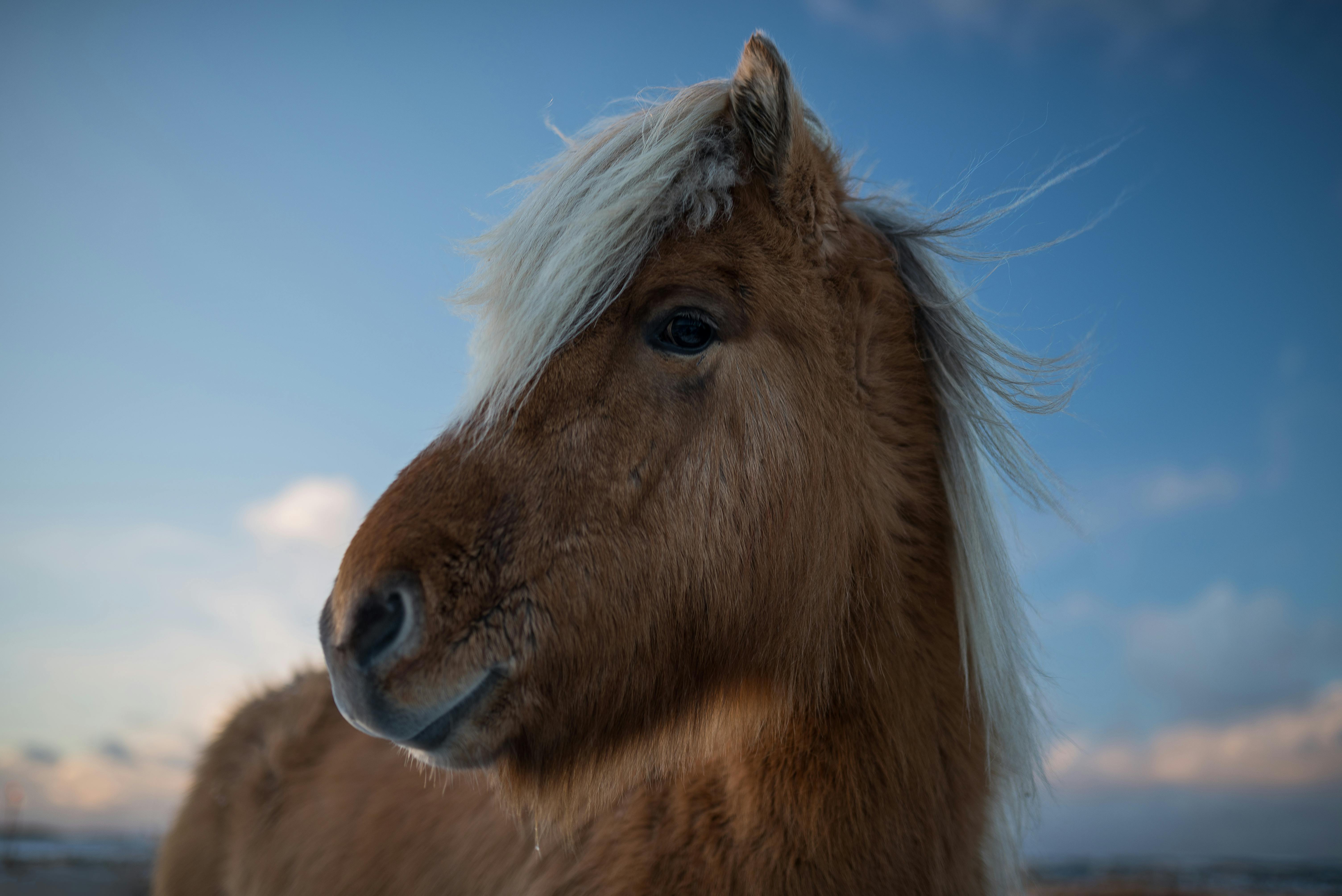 Close-Up Shot of a Pony · Free Stock Photo