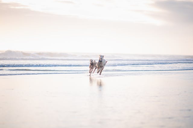 Understanding Dog Gait Types: A Simple Guide for Owners