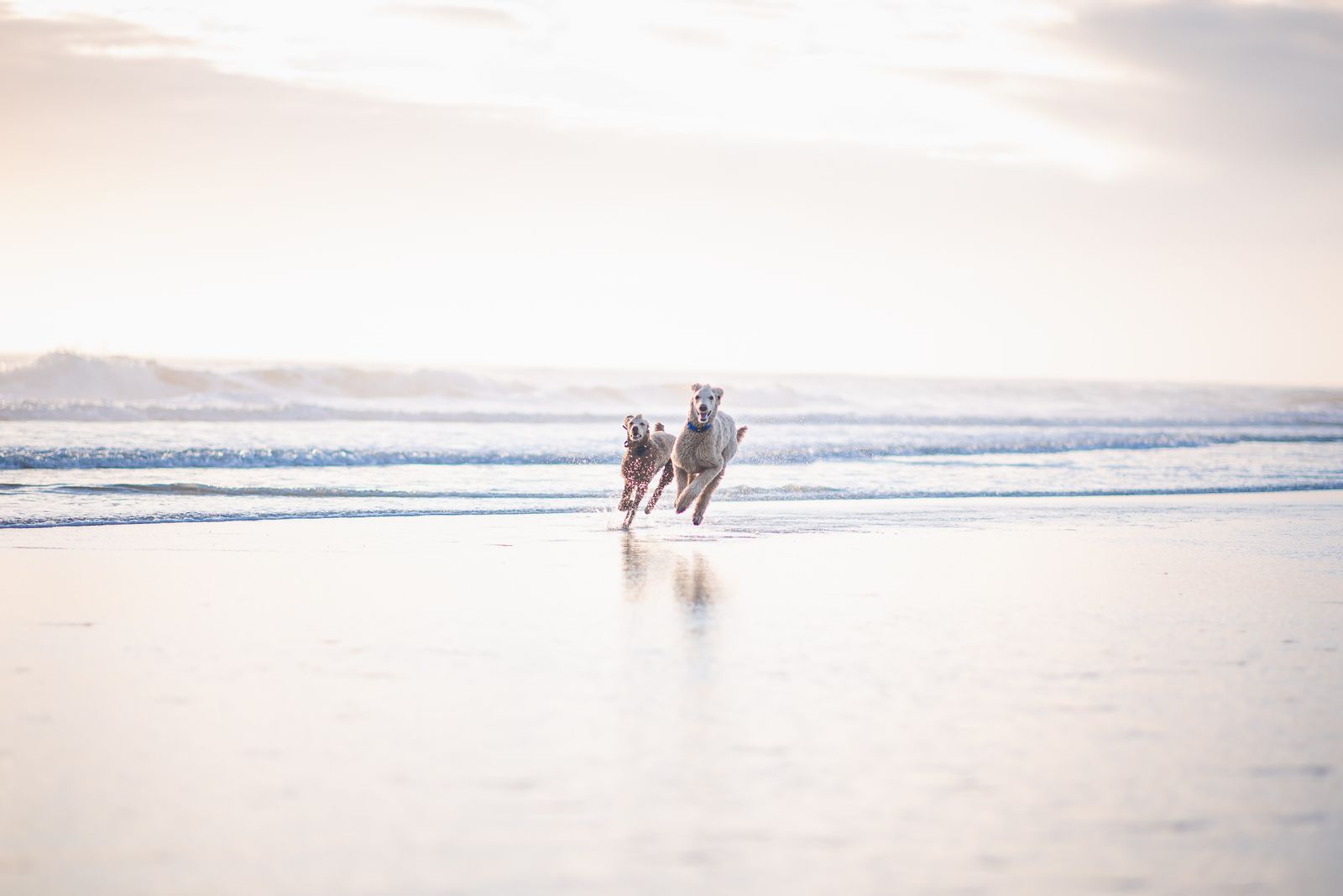 Animals Running Photos, Download The BEST Free Animals Running Stock ...