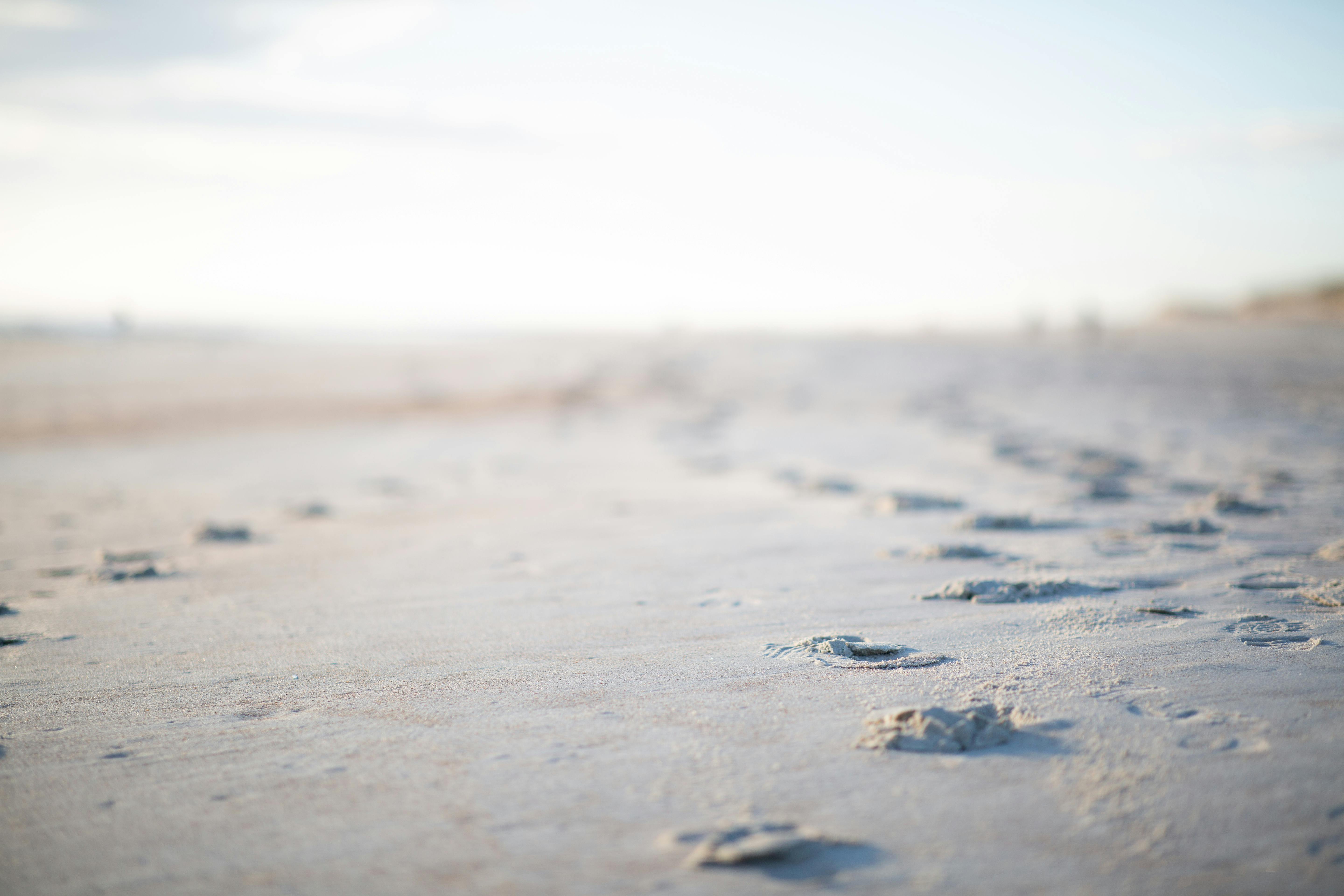 Paw Prints In The Sand