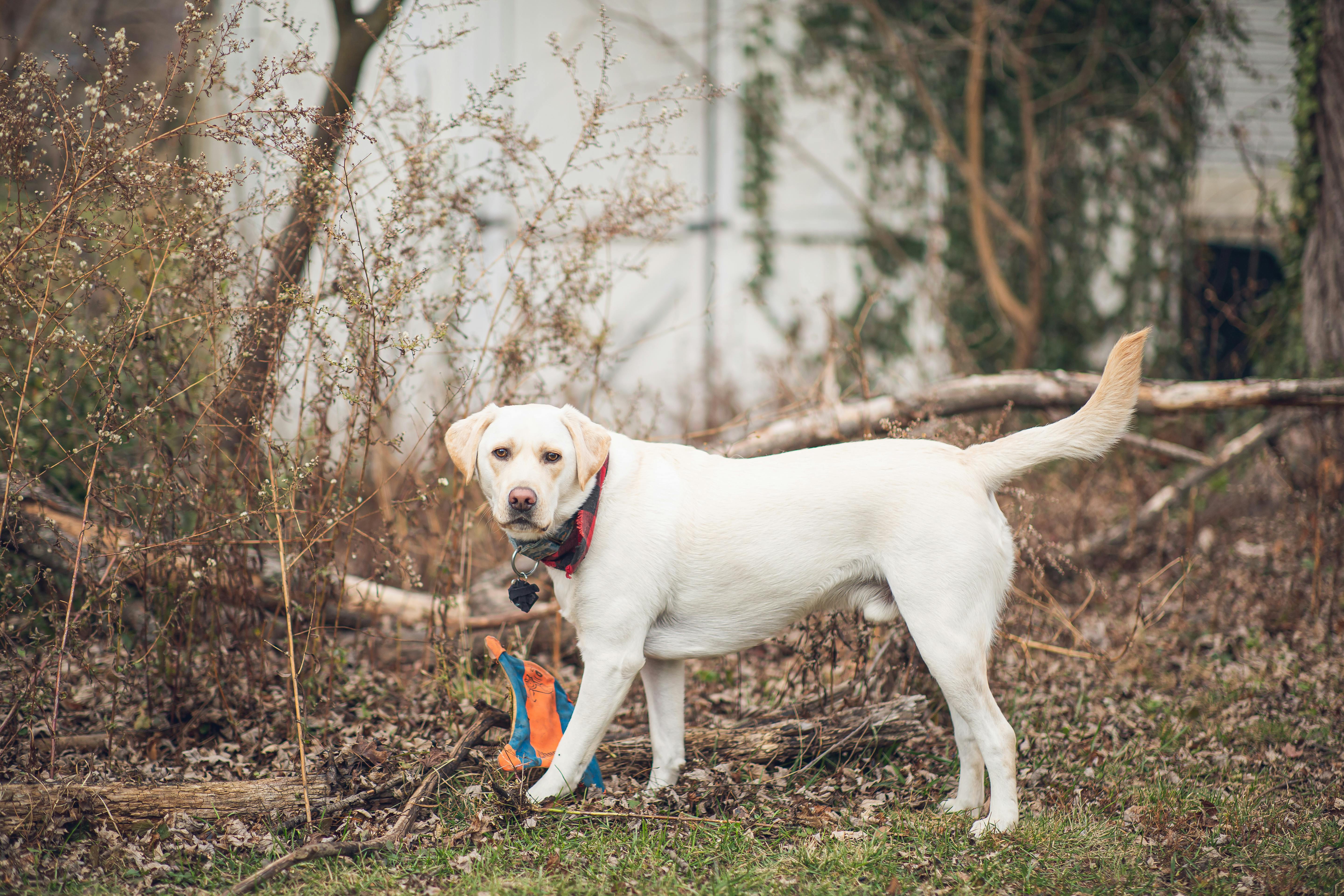 White Labrador in a Forest · Free Stock Photo