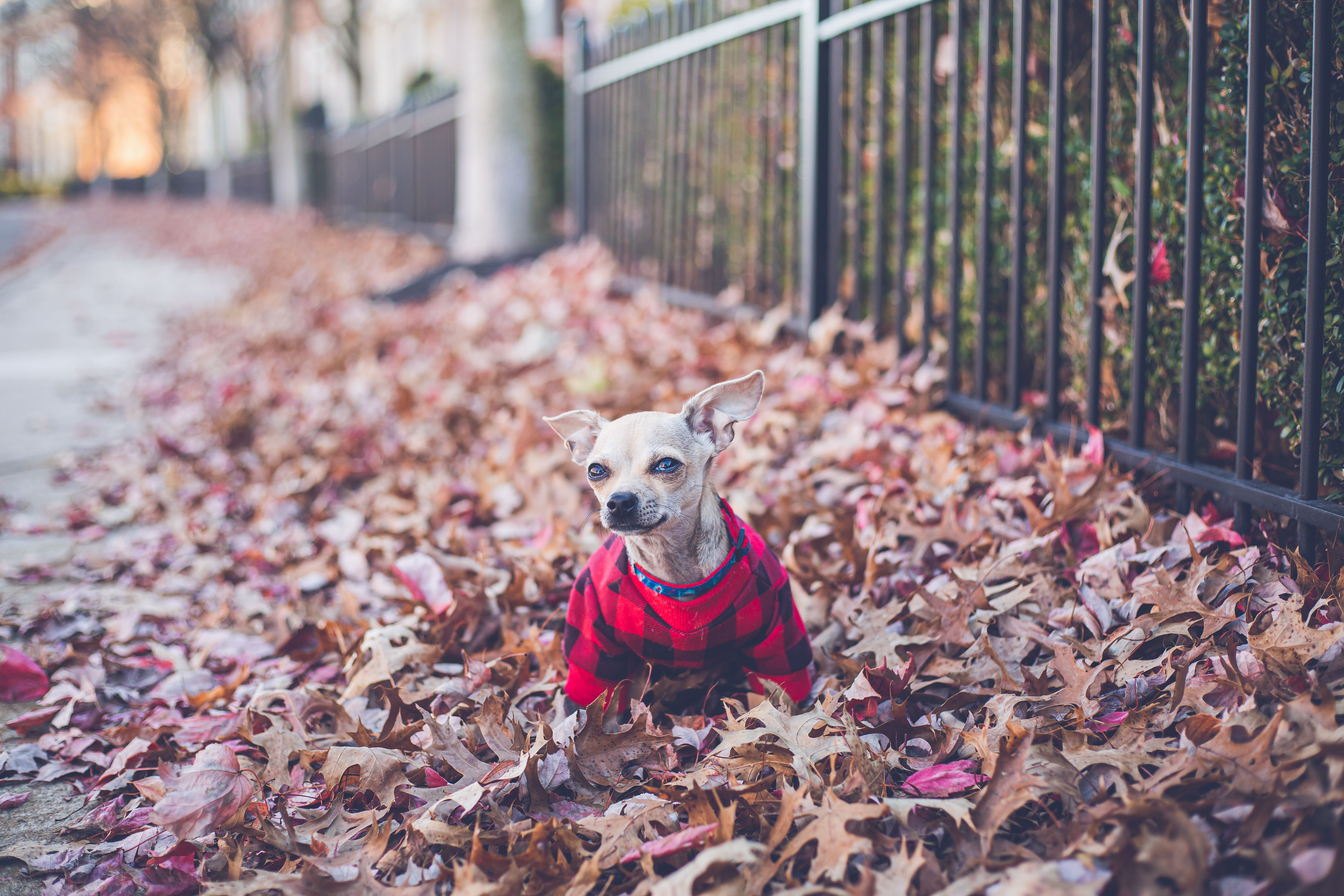 Chihuahua Dog in Autumn Leaves Pile · Free Stock Photo