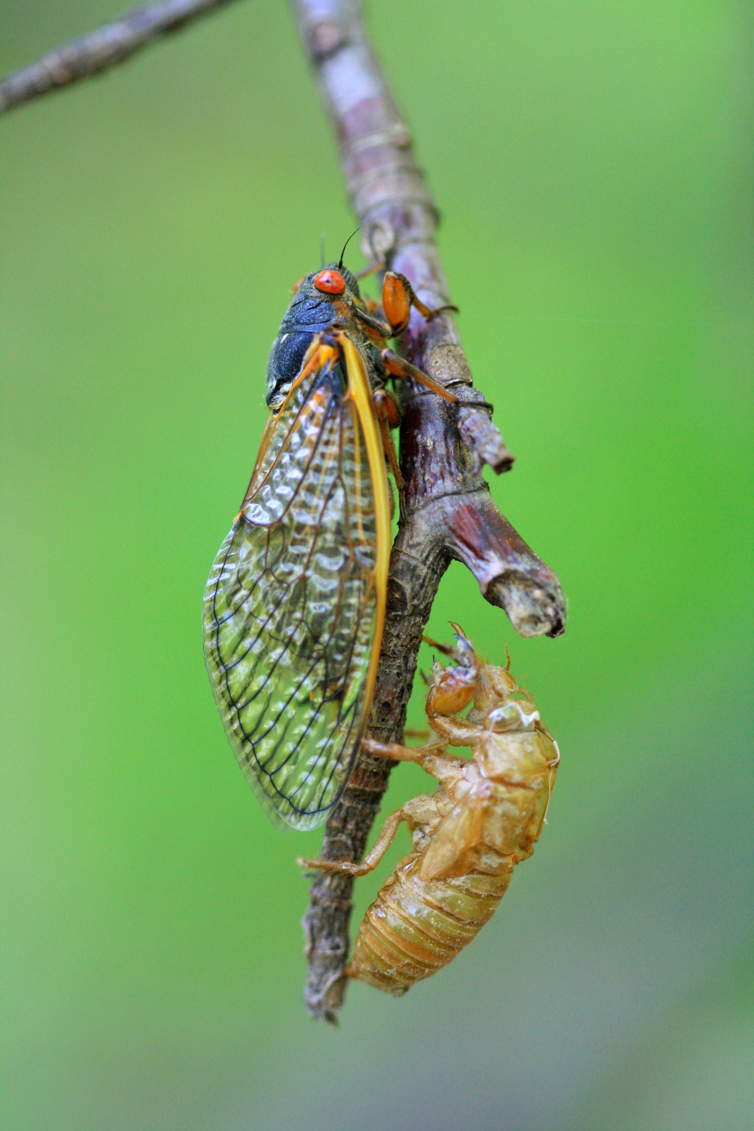 A Close-Up Shot of a Cicada's Molt · Free Stock Photo