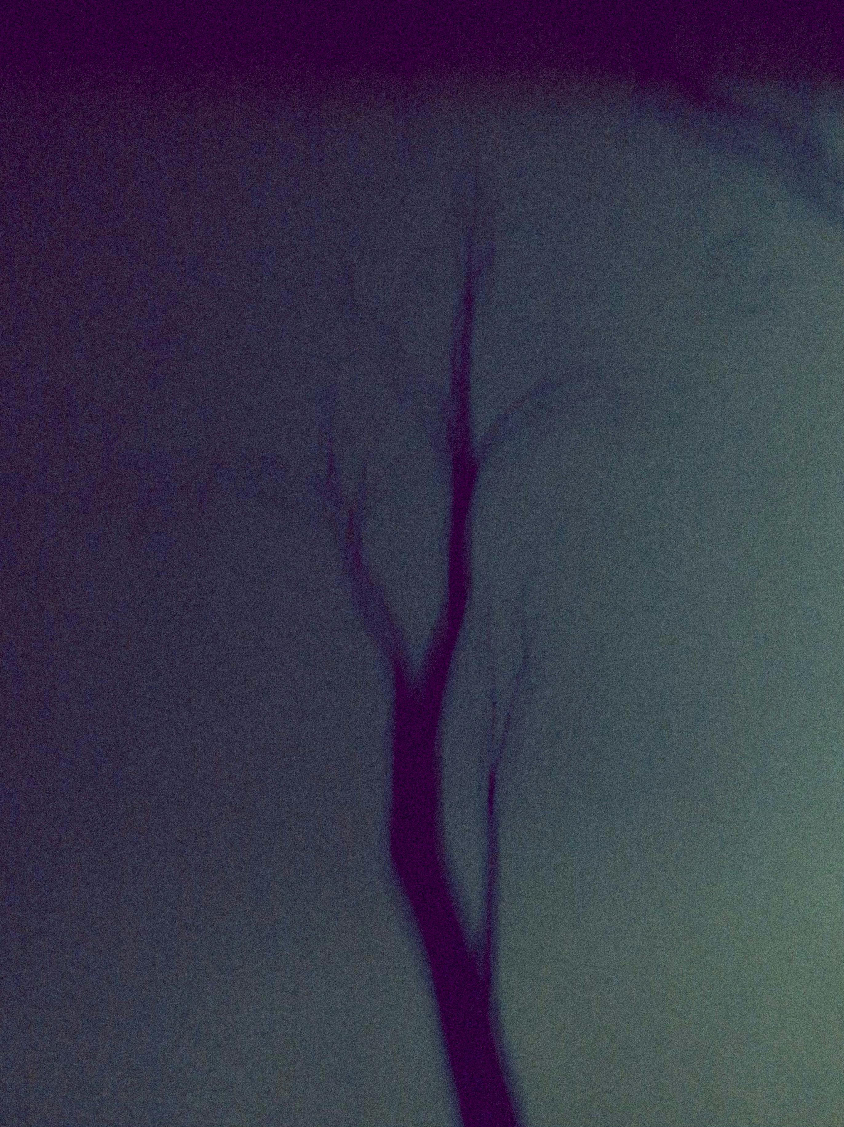 A Tree Agains an Overcast Sky · Free Stock Photo