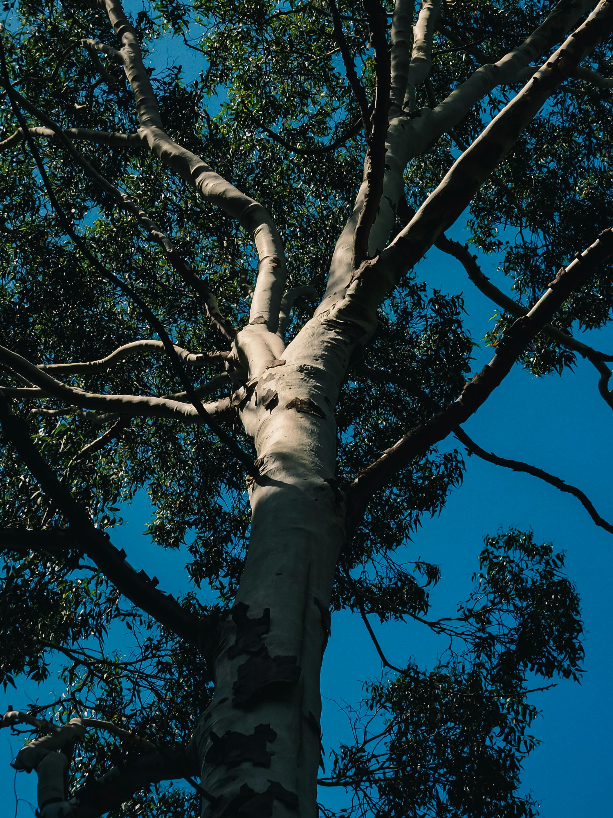 Low Angle Shot of Forest Trees · Free Stock Photo