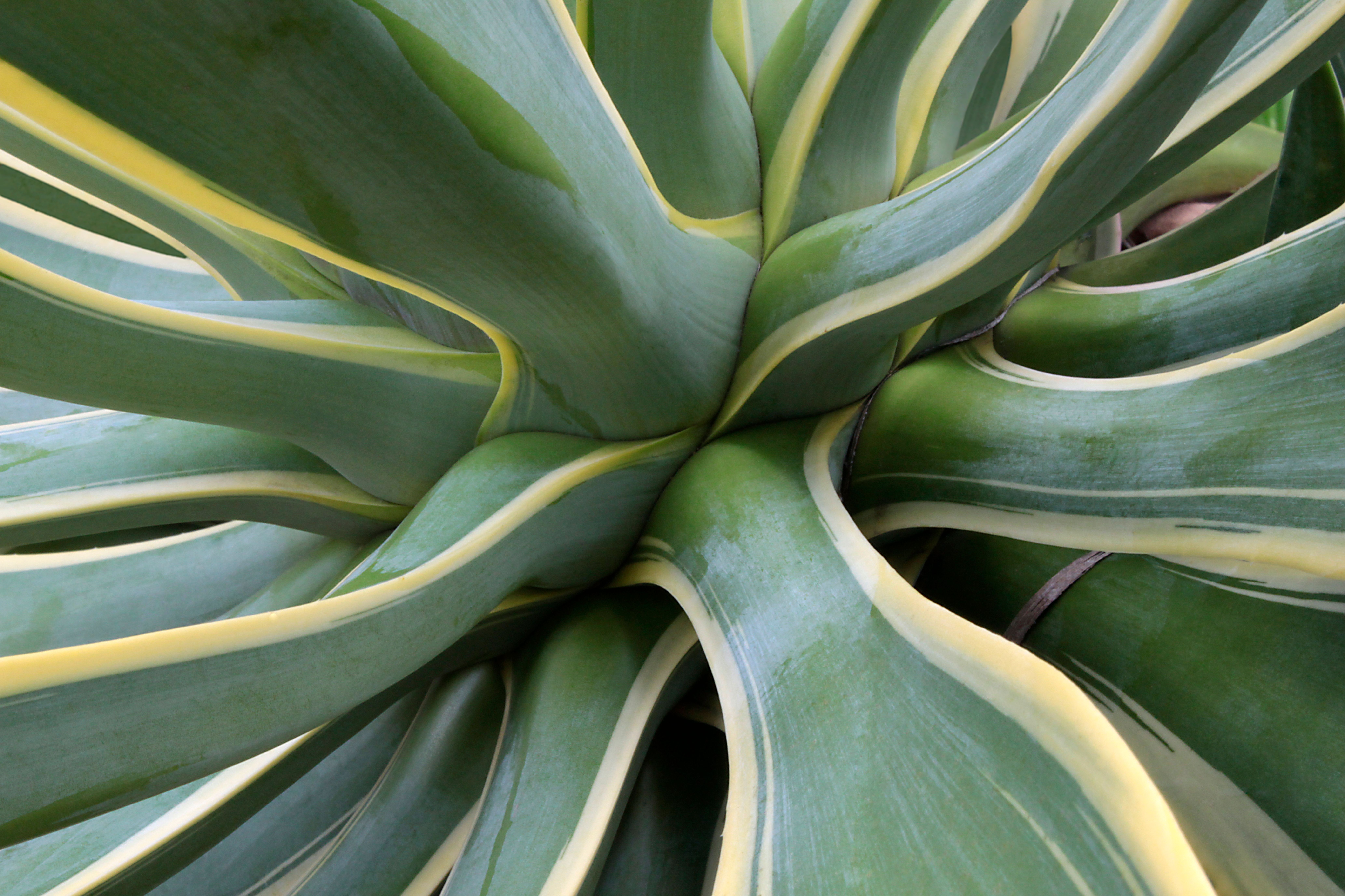 Green plant with long leaves · Free Stock Photo