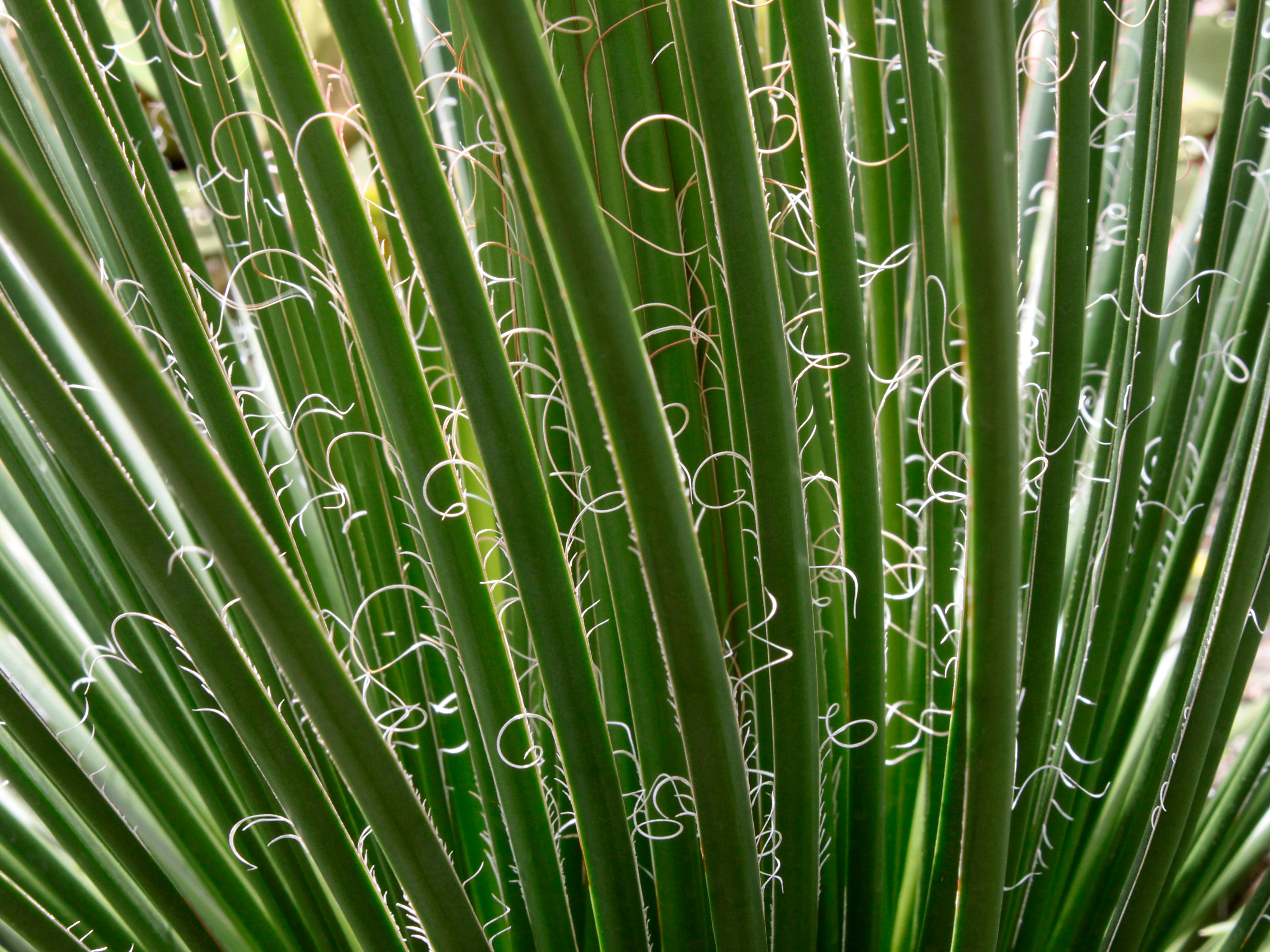 Close up of Green Stems · Free Stock Photo