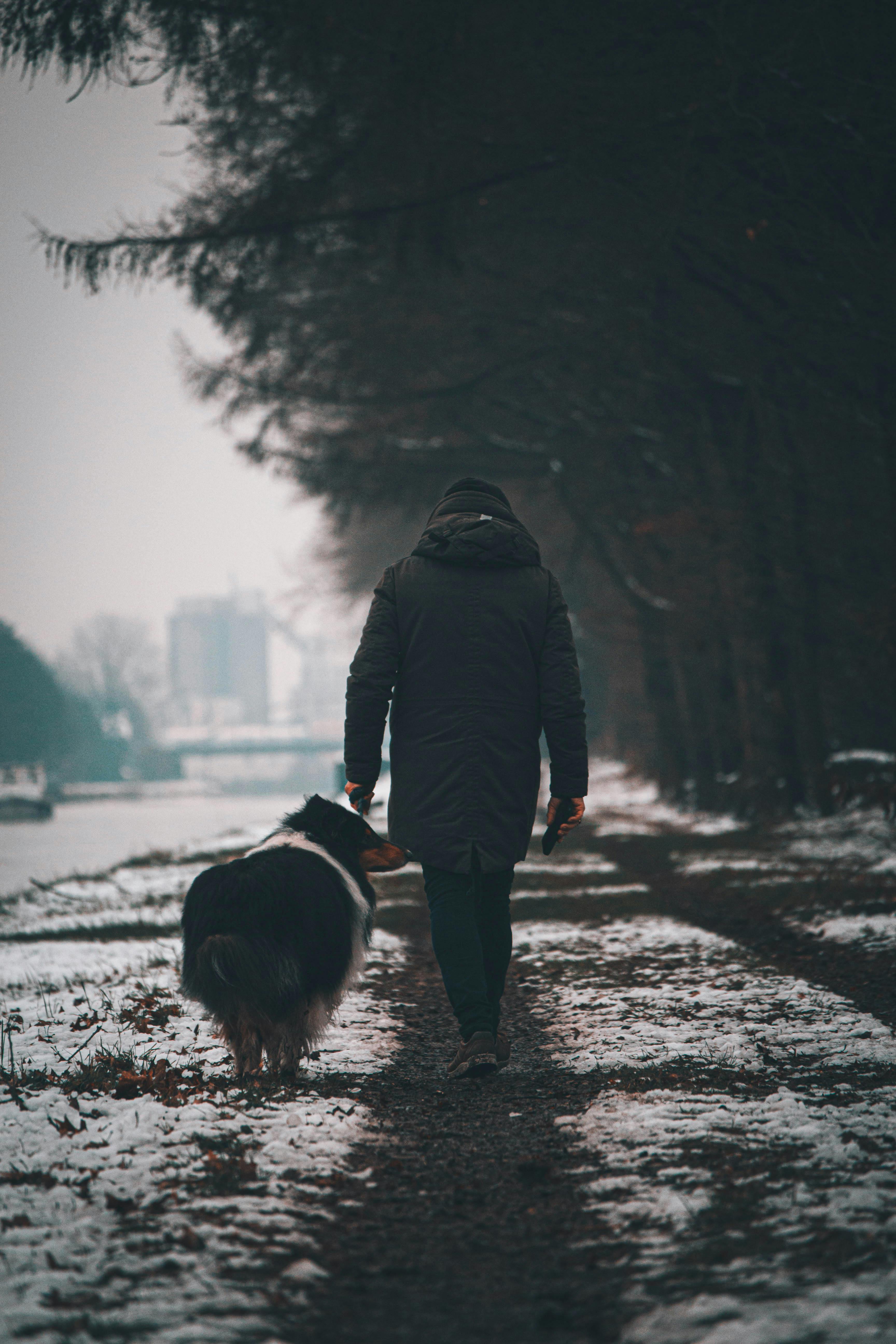 Back View of a Man Walking His Dog in City in Winter · Free Stock Photo