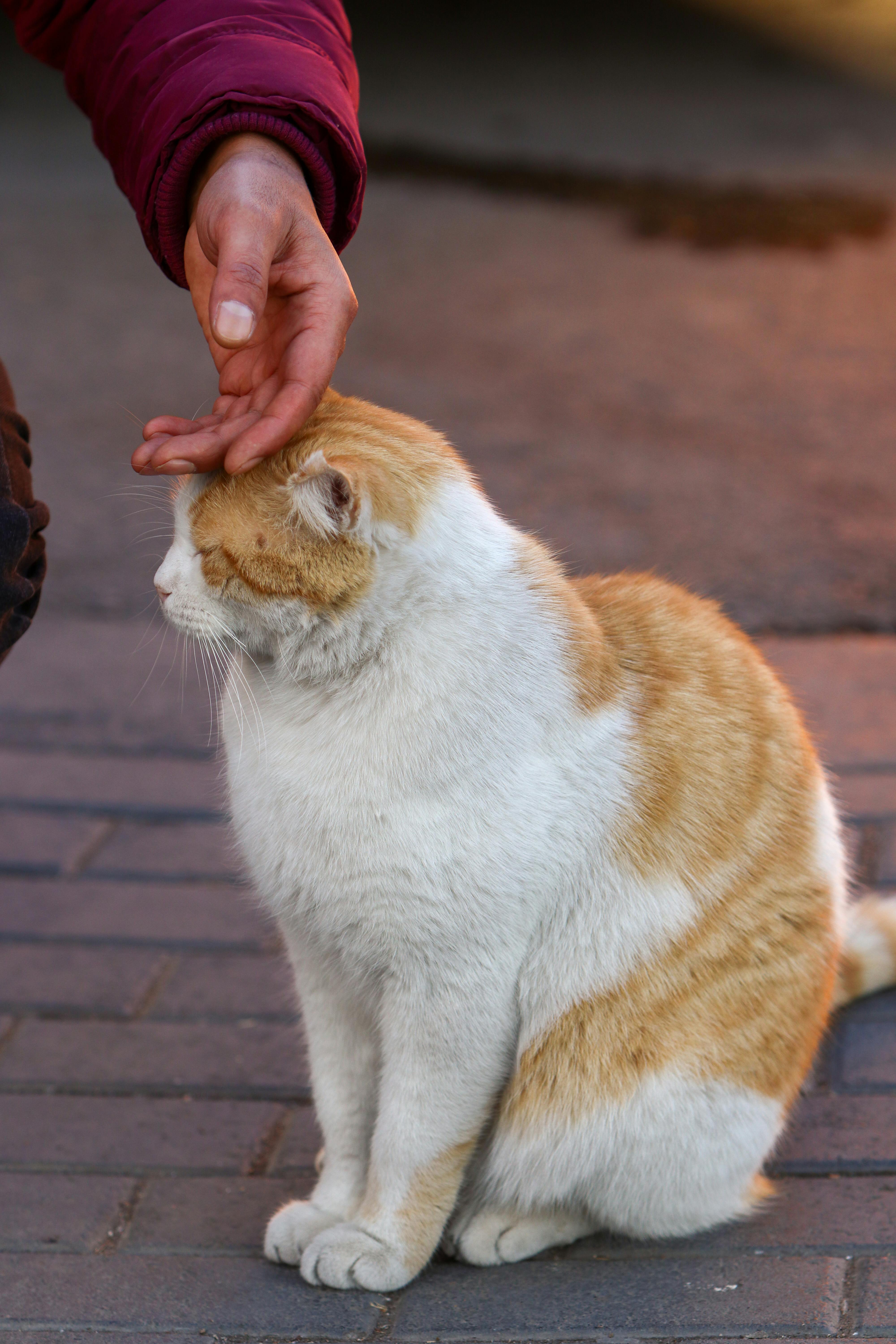 Orange Cat Outside Photos, Download The BEST Free Orange Cat Outside ...