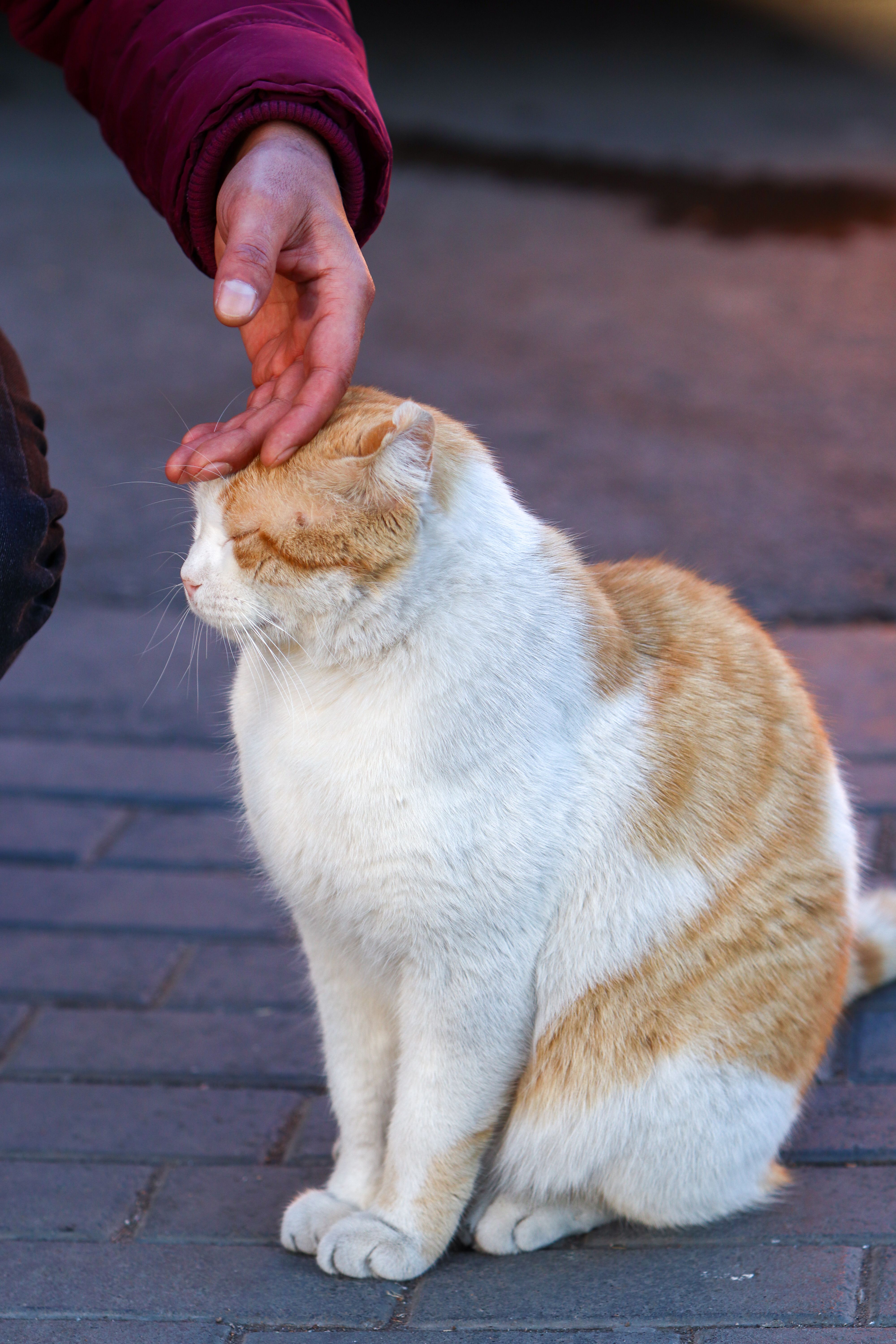 Touching Elbows Photos, Download The BEST Free Touching Elbows Stock ...
