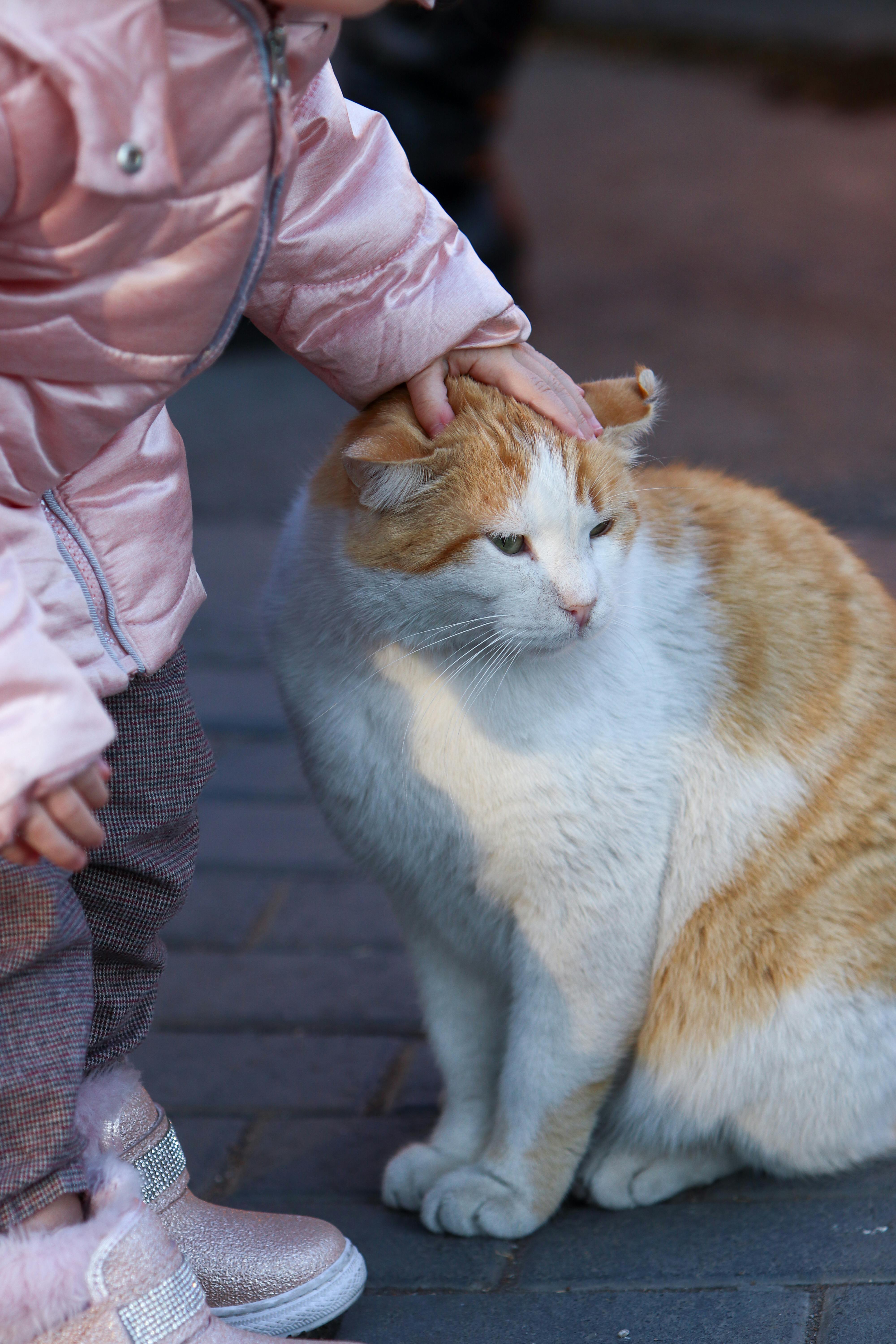 A child petting a cat on the street · Free Stock Photo