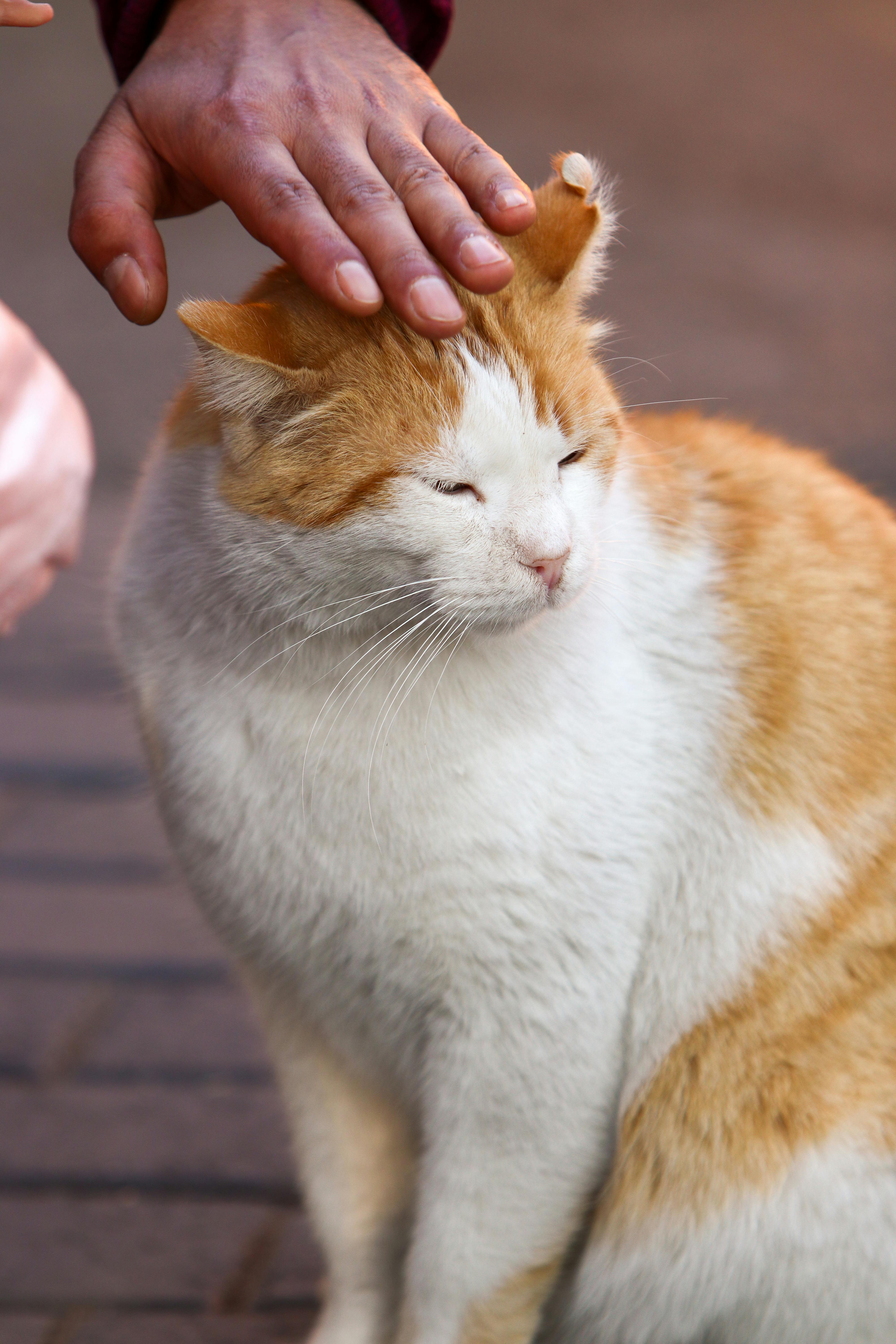 Person Holding Cat · Free Stock Photo
