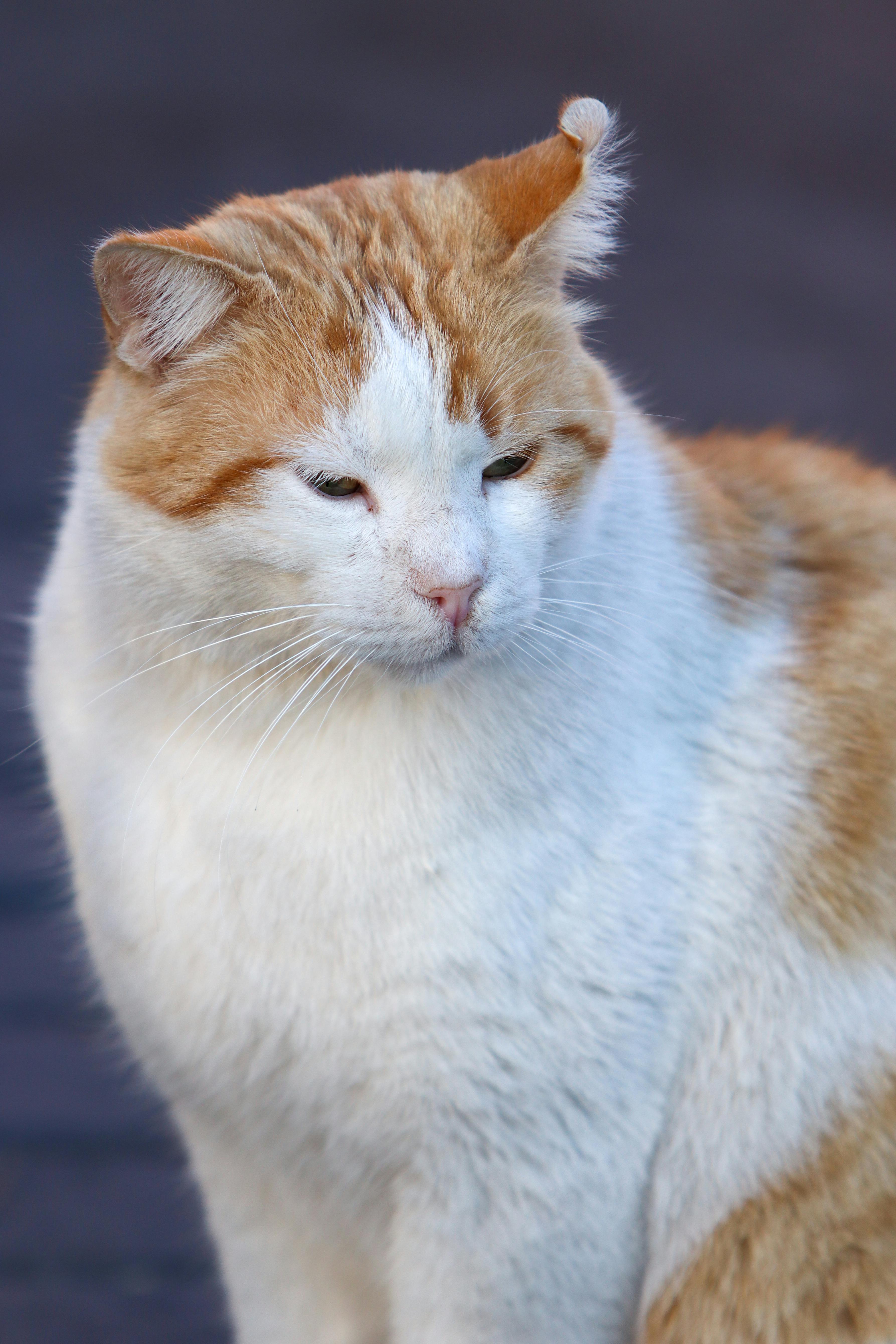 Cat Mascot Photos, Download Free Cat Mascot Stock Photos & HD Images