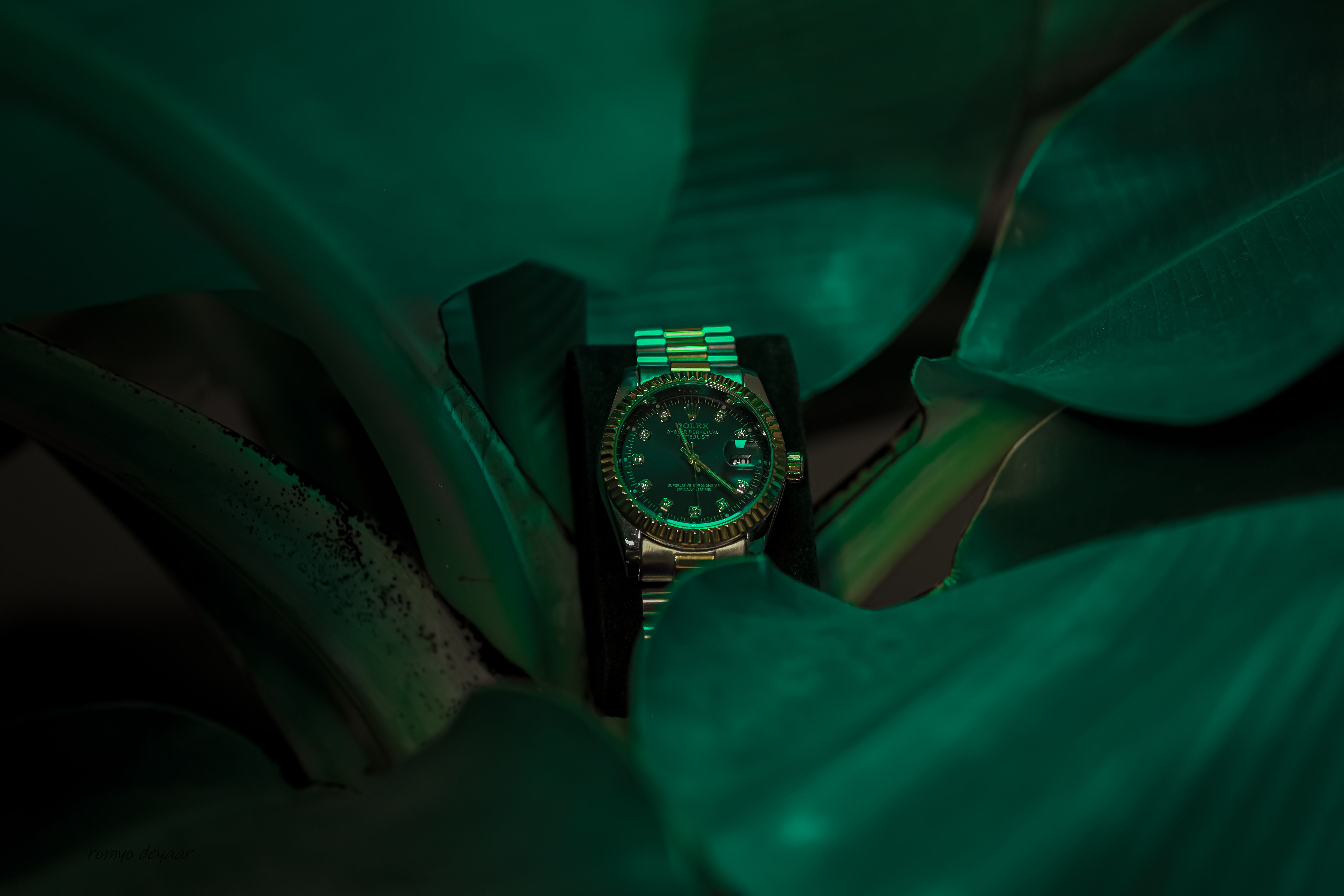A Rolex Surrounded by Leaves · Free Stock Photo