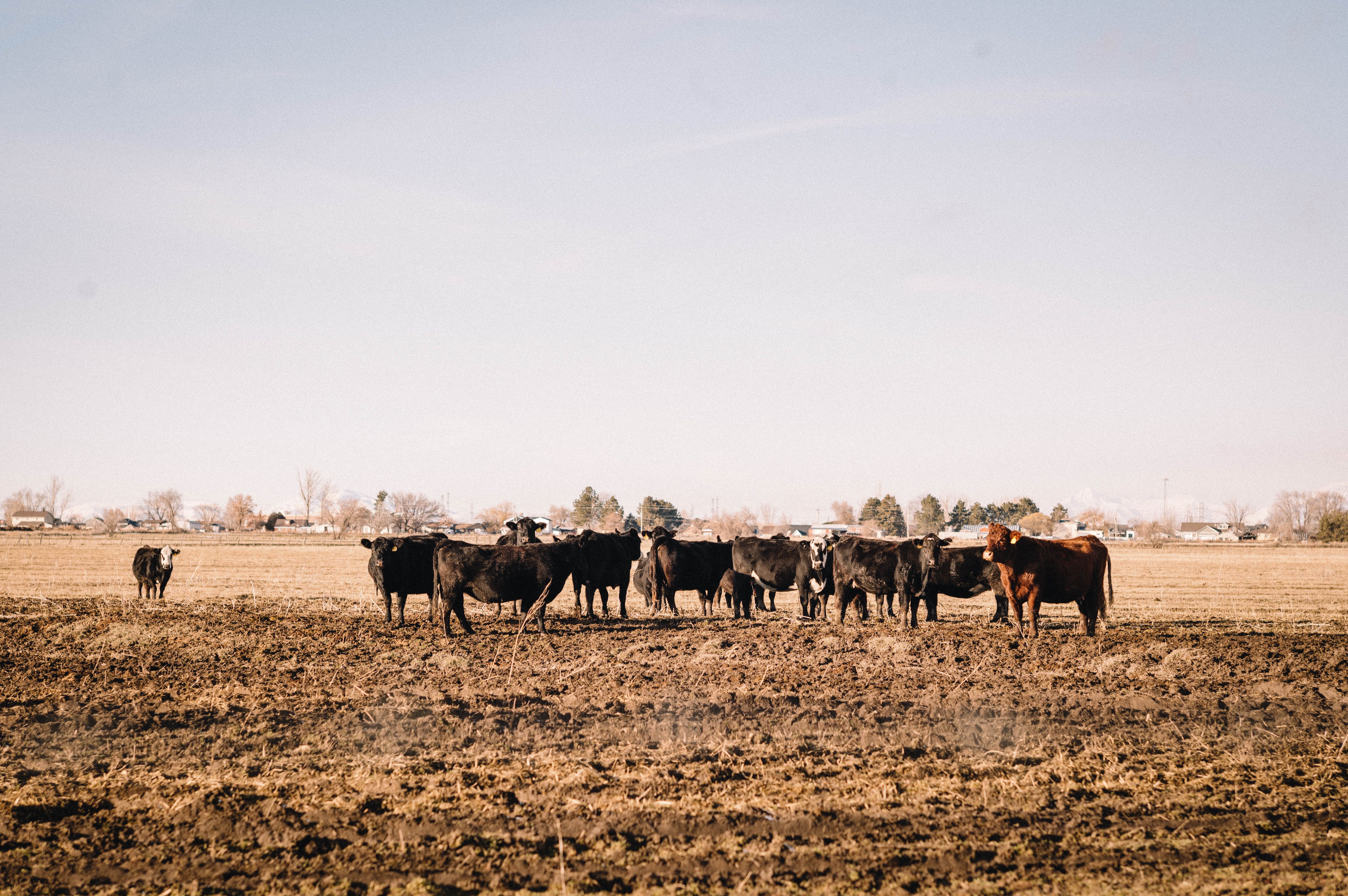 Cows on Field · Free Stock Photo