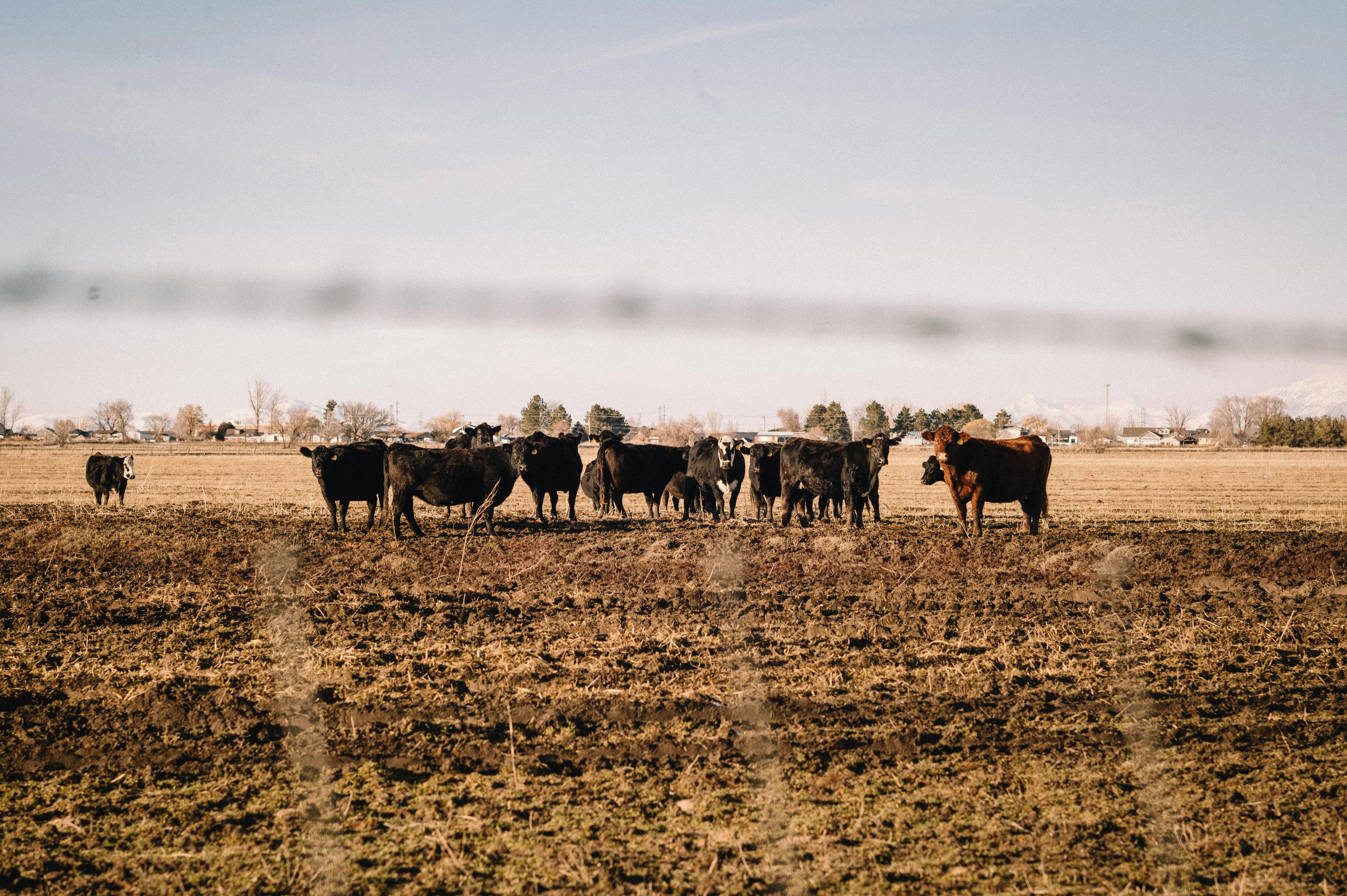 Photograph of Cows on a Grass Field · Free Stock Photo