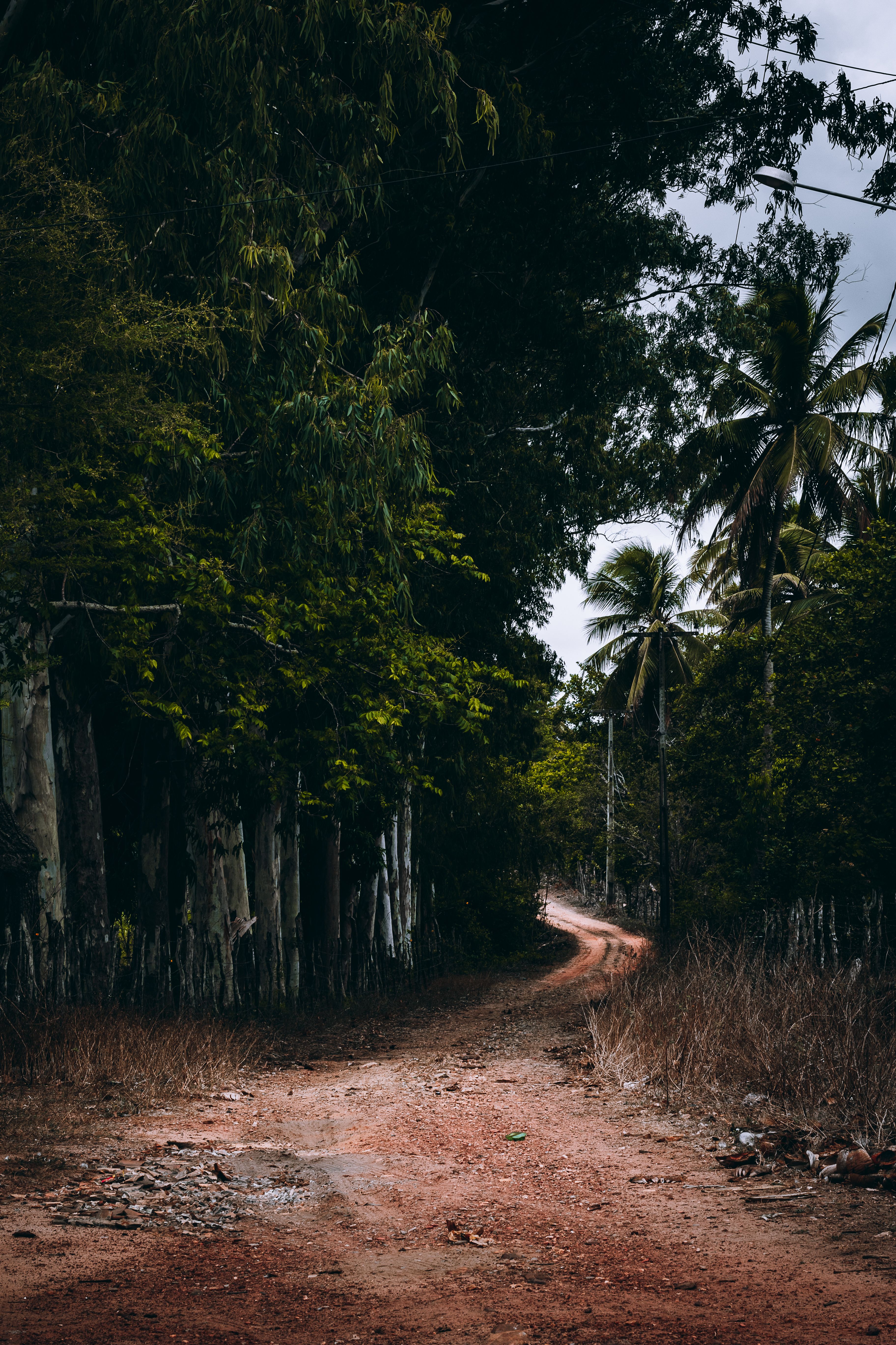 View of an Unpaved Road in a Forest with Palm Trees · Free Stock Photo