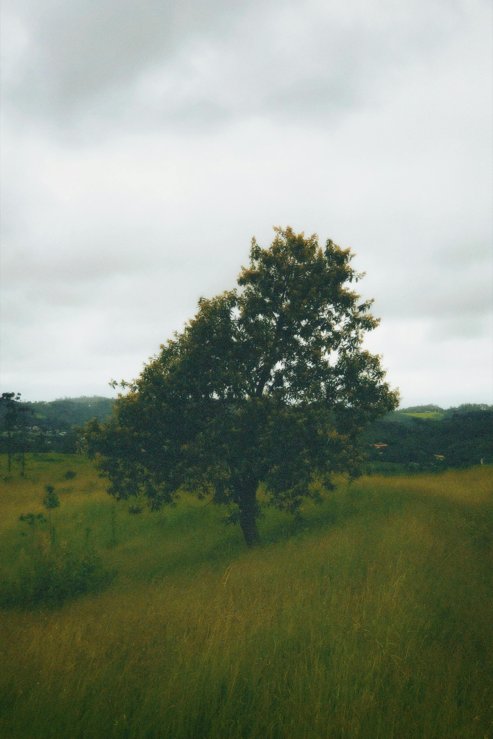 Tree and Bush on Field · Free Stock Photo