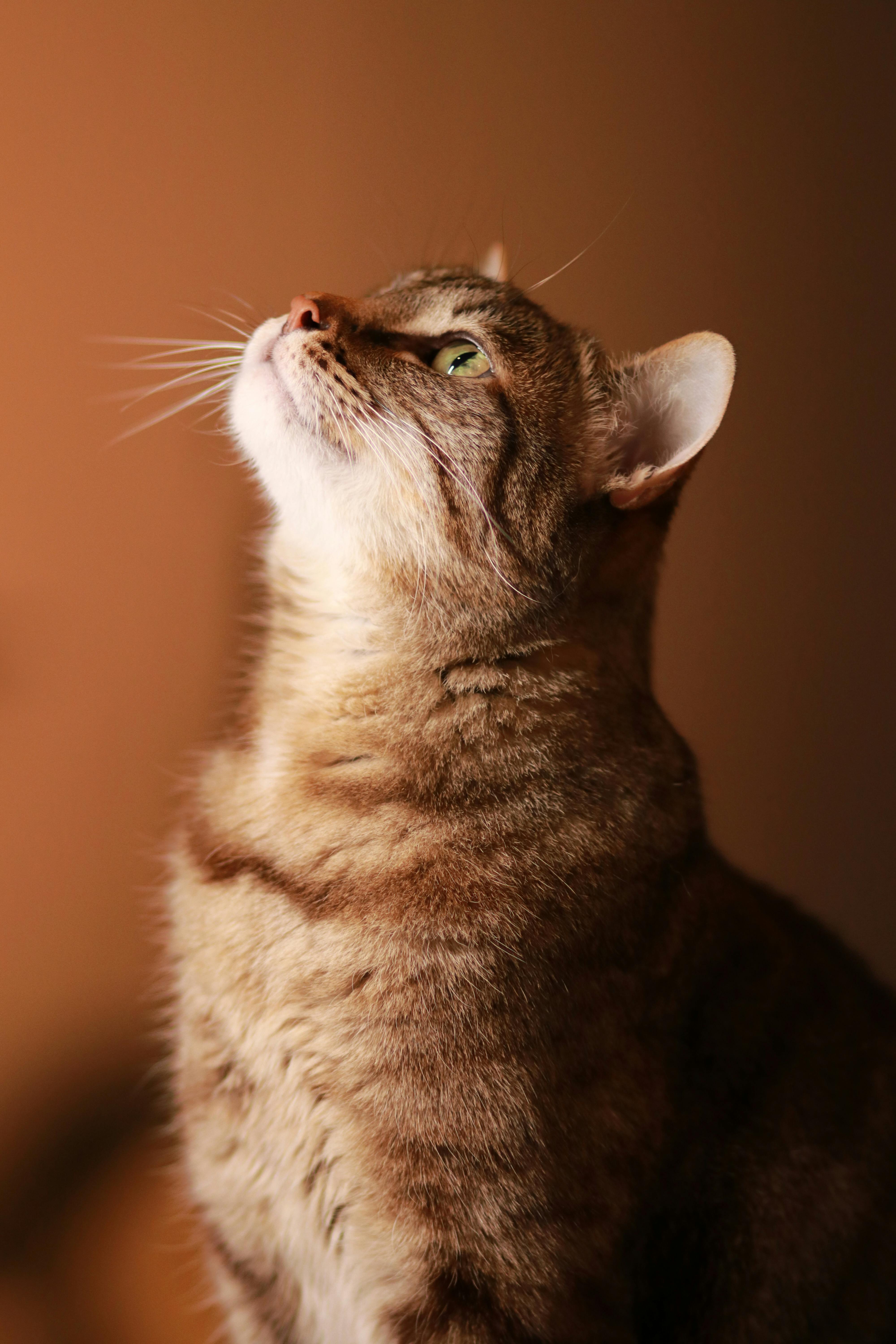 Cat Looking Up · Free Stock Photo