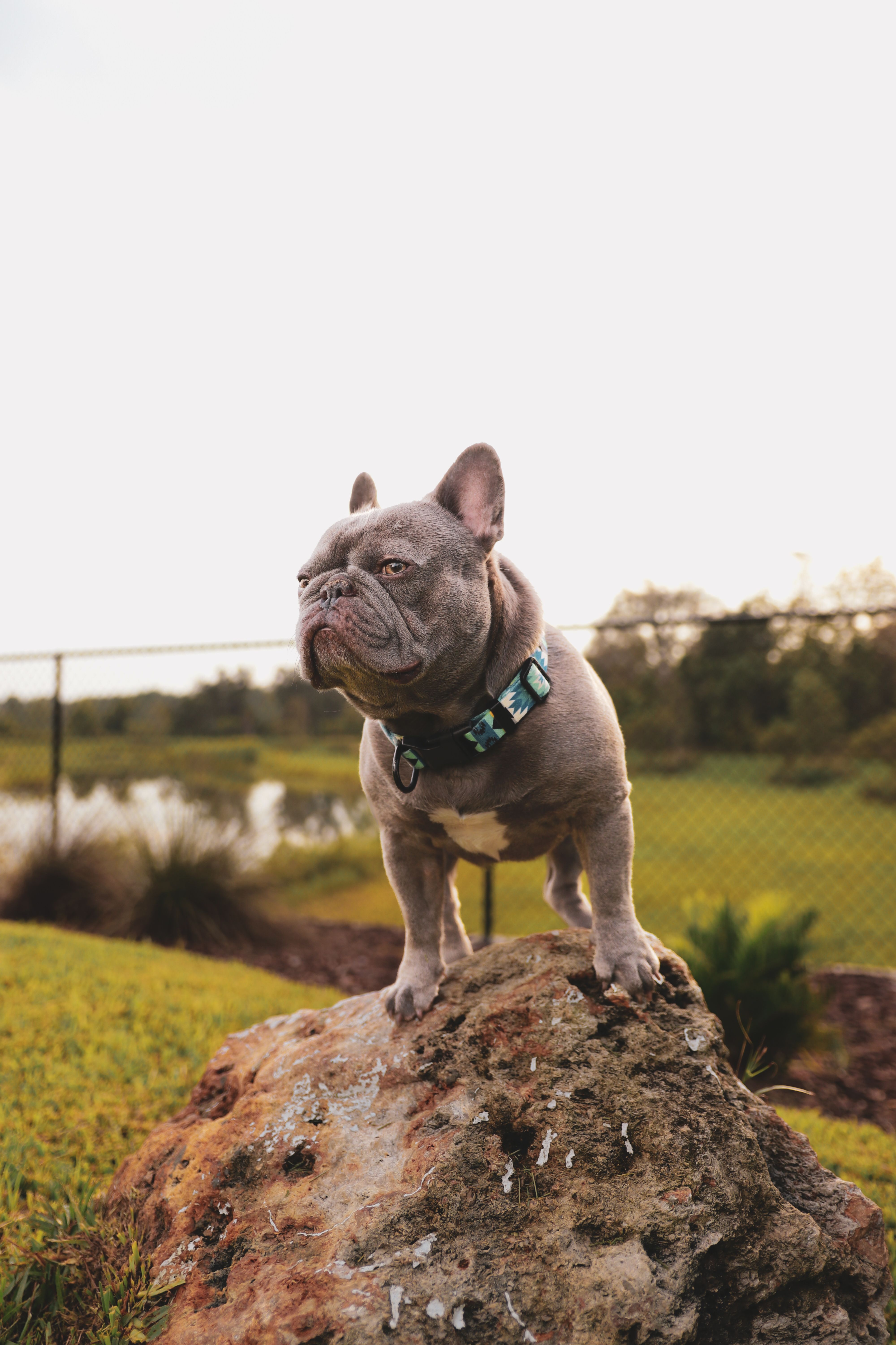 Dog in Gate · Free Stock Photo