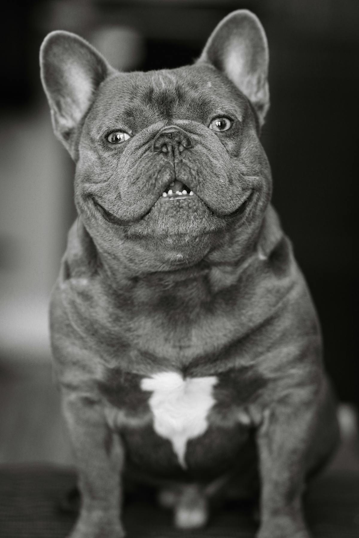 Bulldog Face Photos, Download The BEST Free Bulldog Face Stock Photos ...