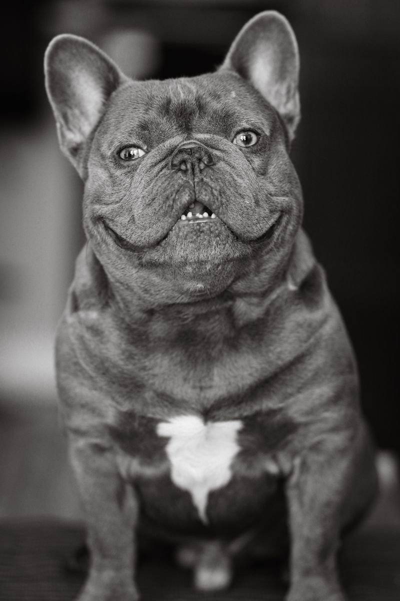 Bulldog Face Photos, Download The BEST Free Bulldog Face Stock Photos ...