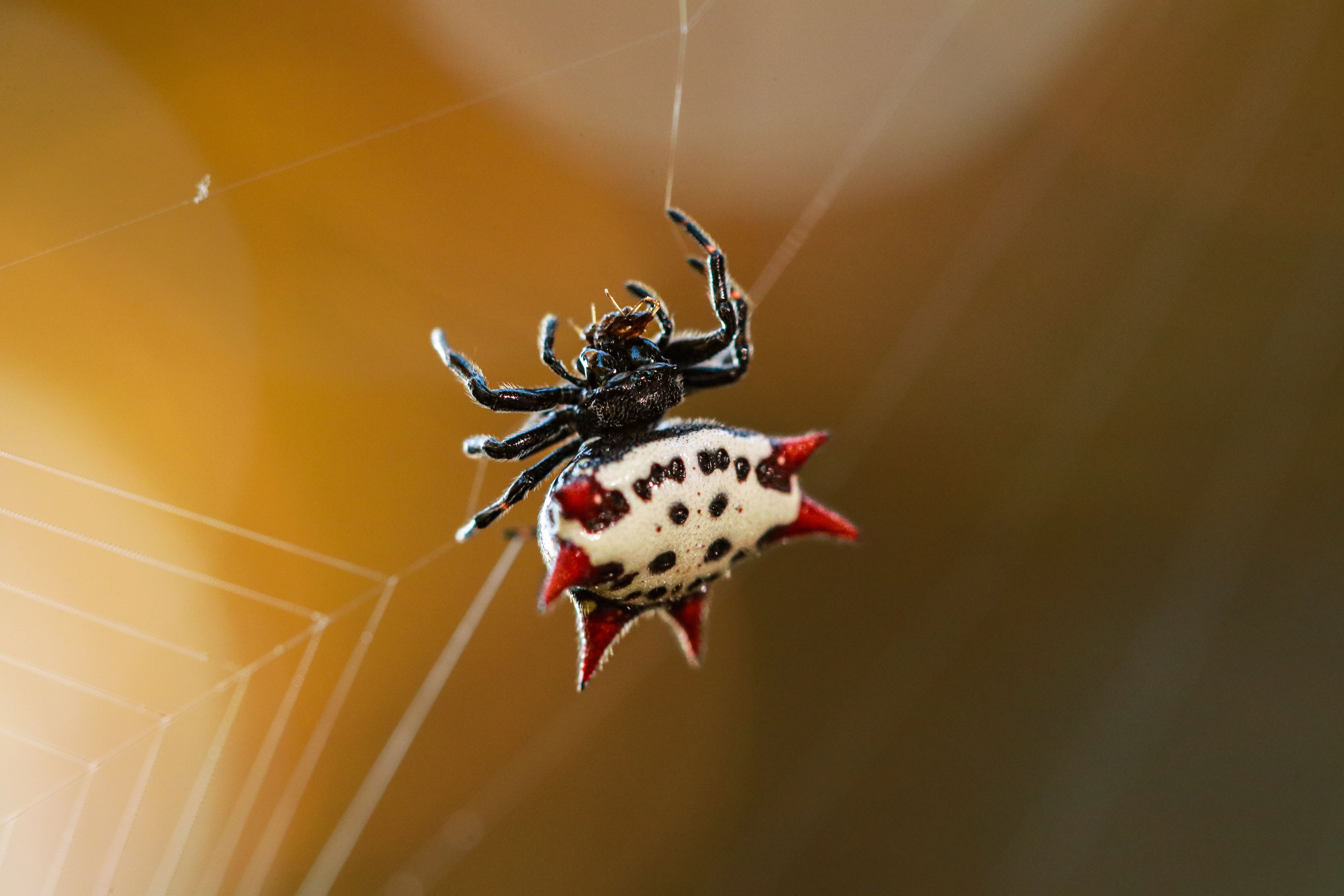 Close up of Spider · Free Stock Photo