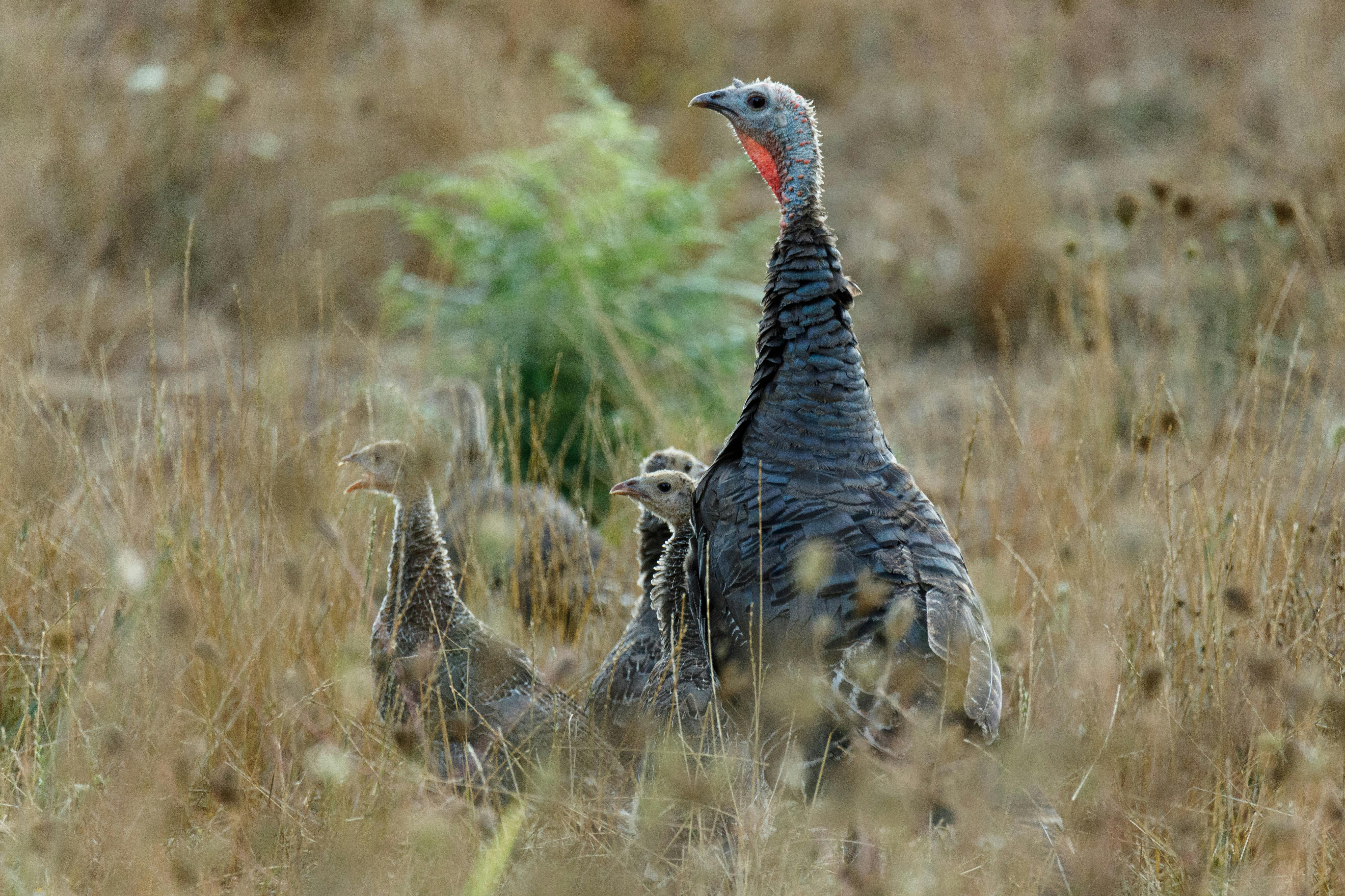 Florida Wild Turkey: Habitat, Diet, and Hunting Regulations