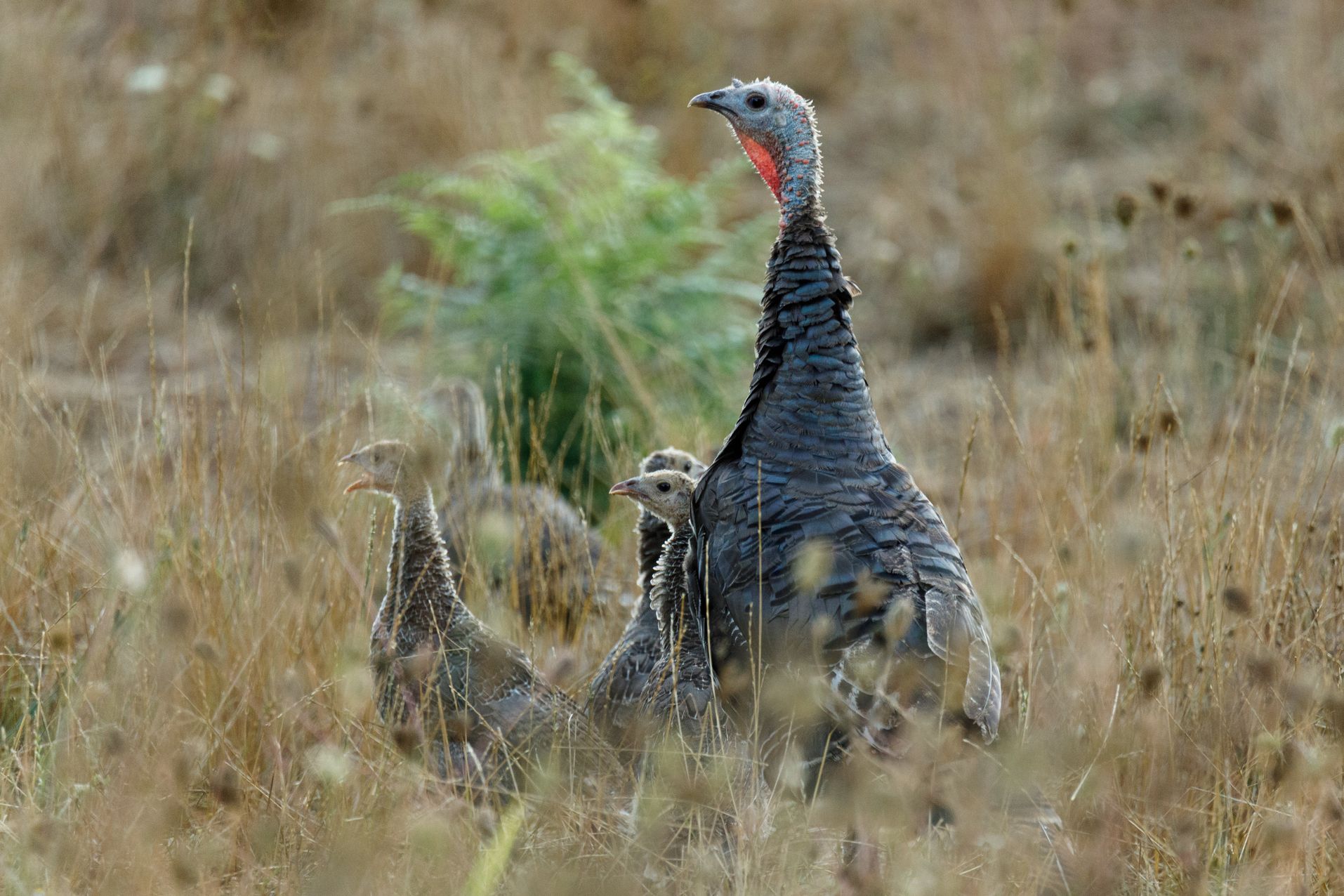 Florida Wild Turkey: Habitat, Diet, and Hunting Regulations