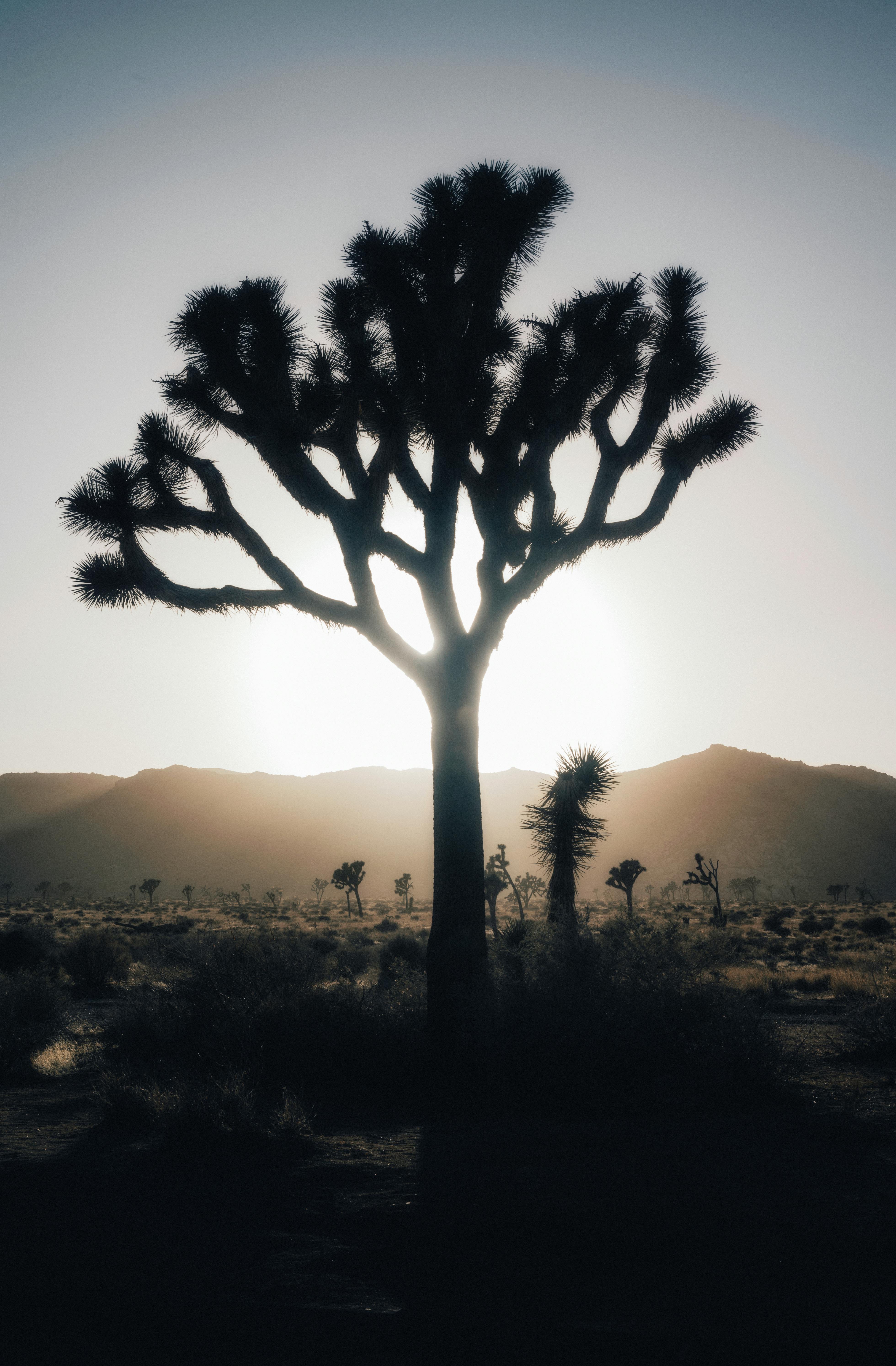 Empty Tree on a Desert During Sunset · Free Stock Photo