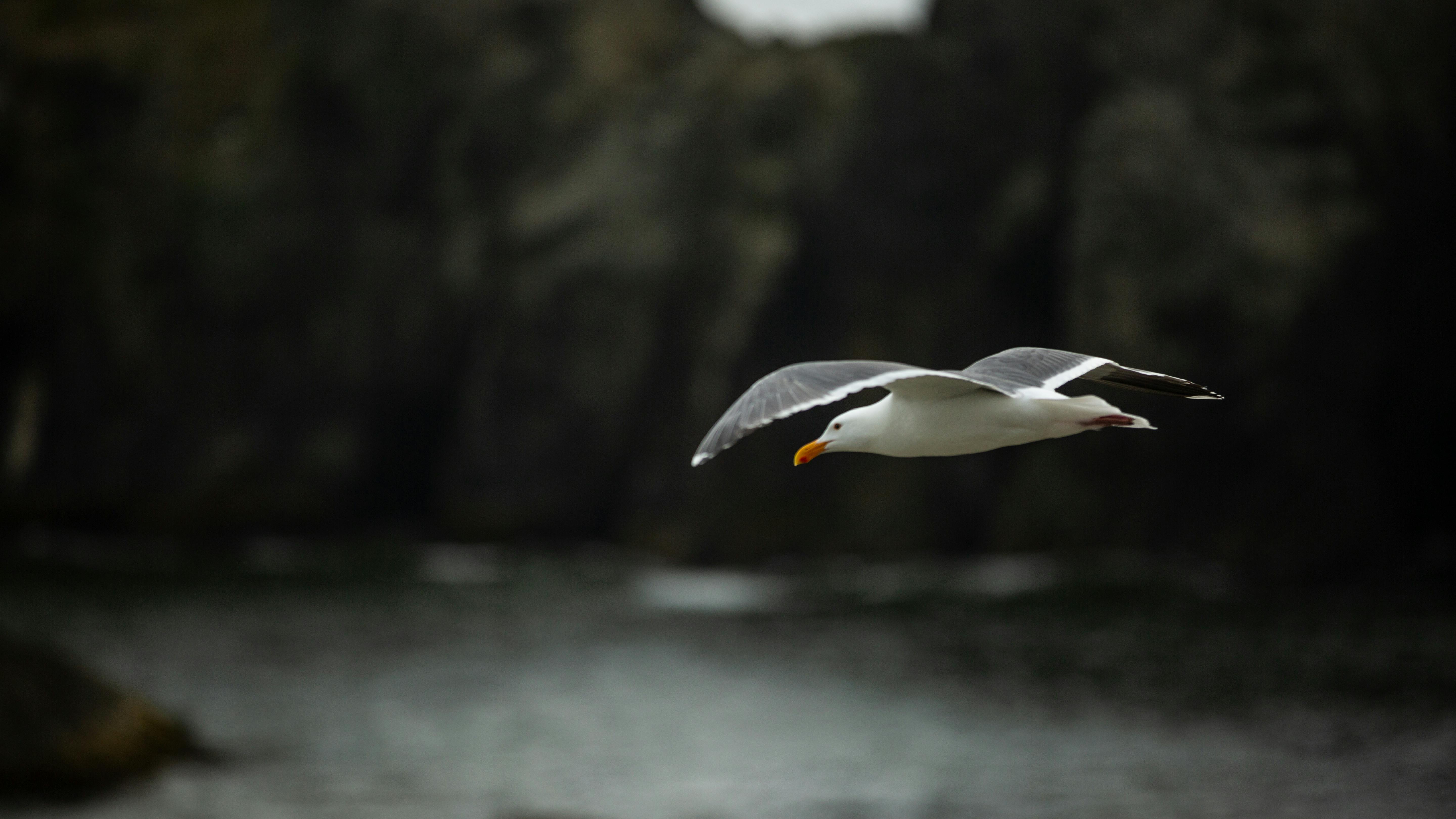 Auto Focus Photography of Flying White Bird during Daytime · Free Stock ...