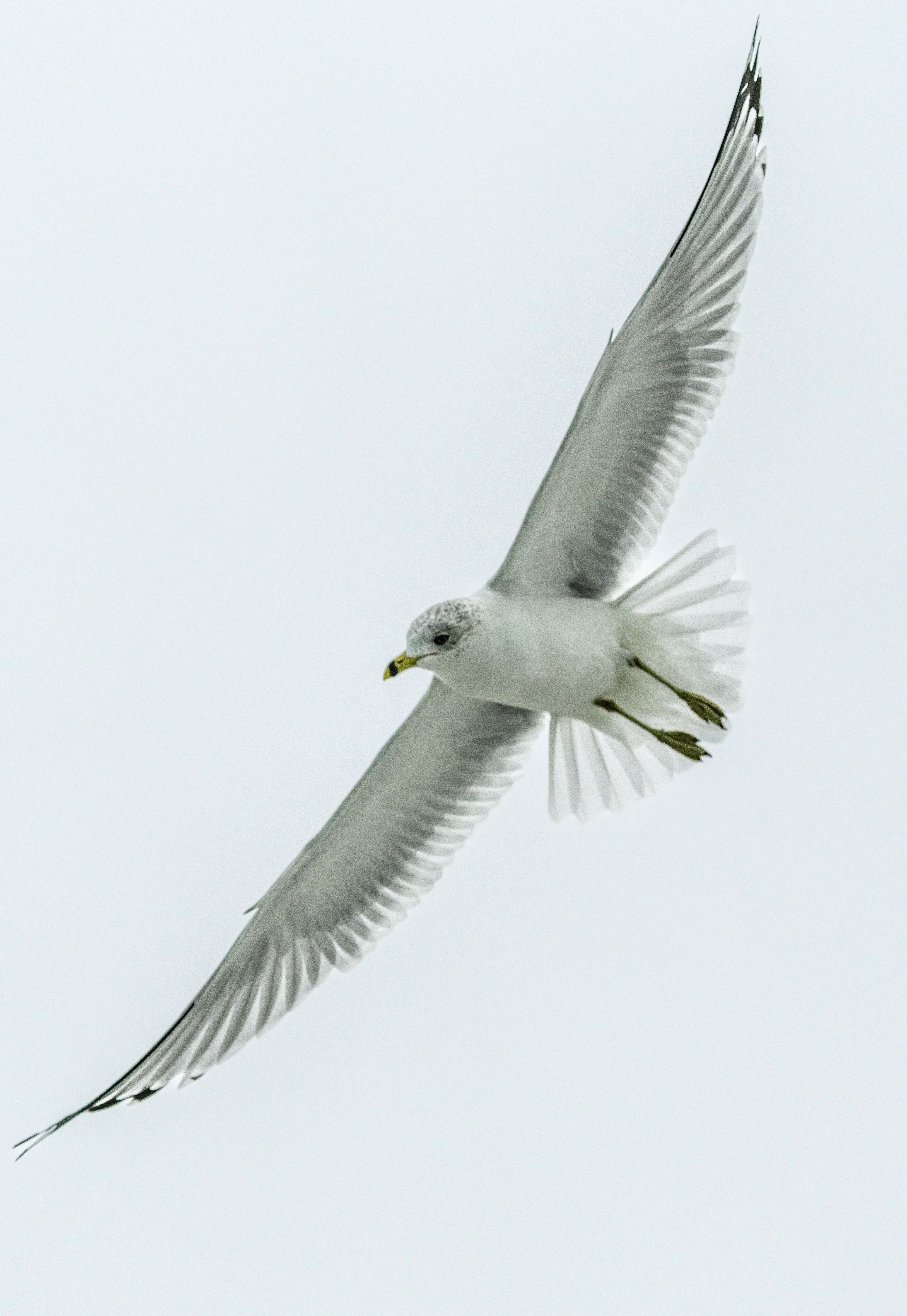 Open Bill Bird Photos, Download The BEST Free Open Bill Bird Stock ...