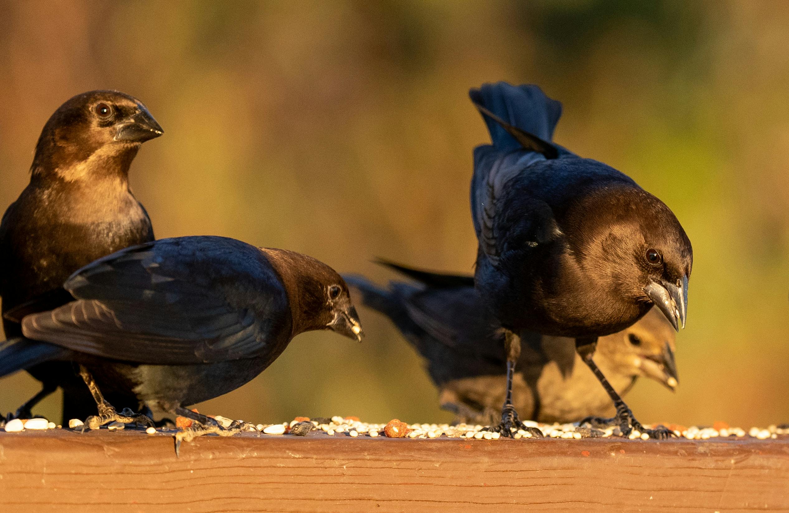 Close up of Birds Pecking · Free Stock Photo