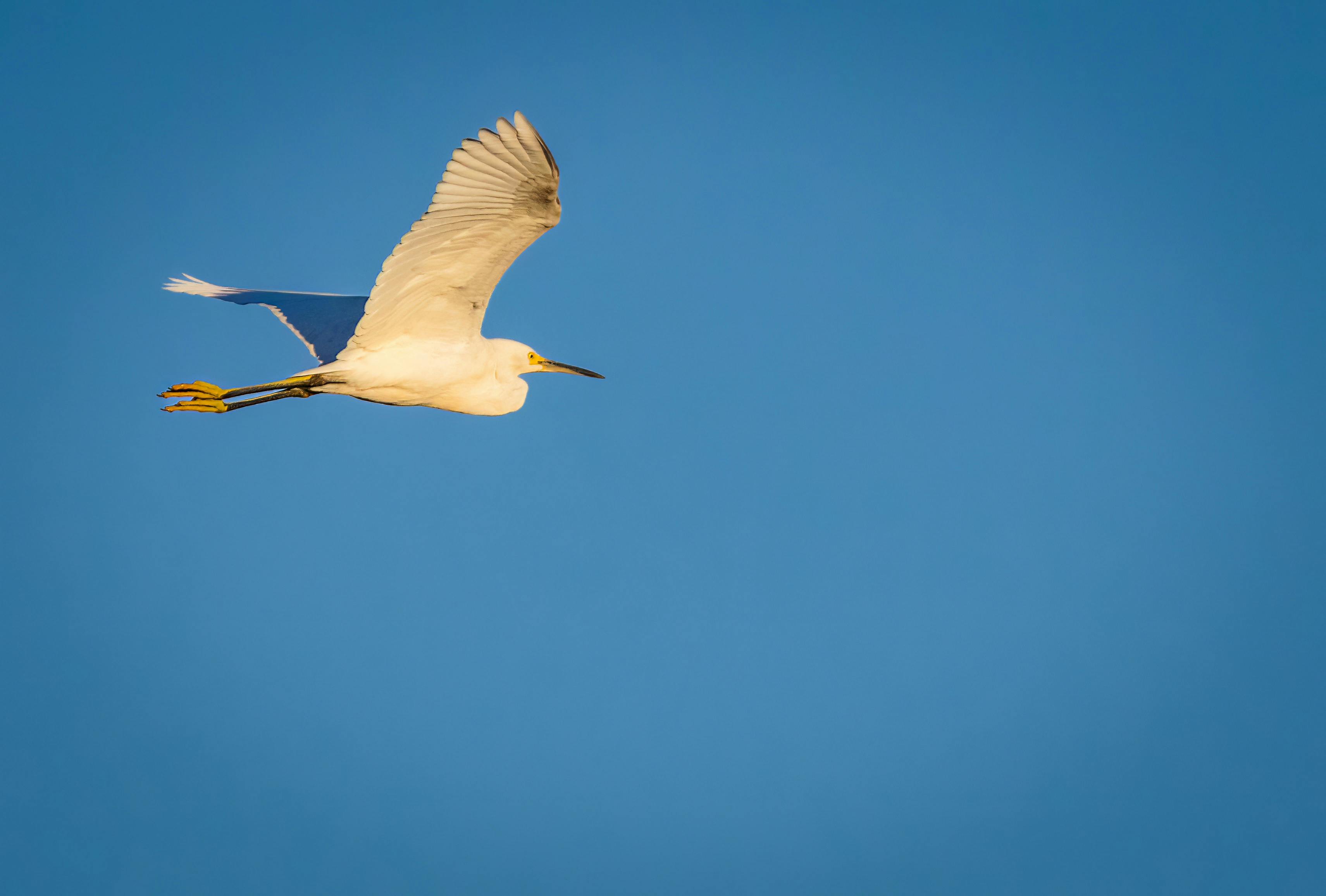 Bird 4k Photos, Download The BEST Free Bird 4k Stock Photos & HD Images