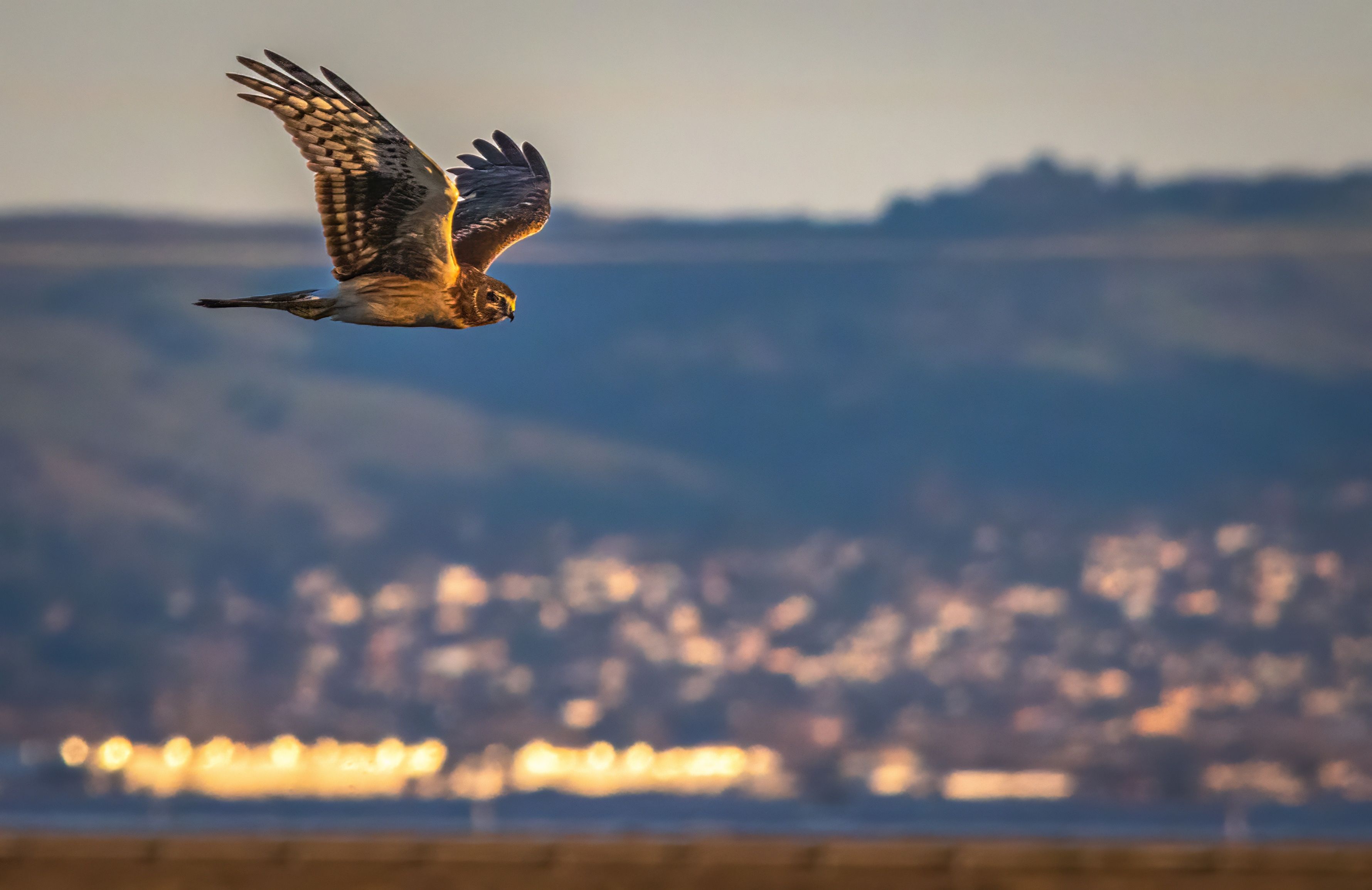 Close up of Flying Owl · Free Stock Photo