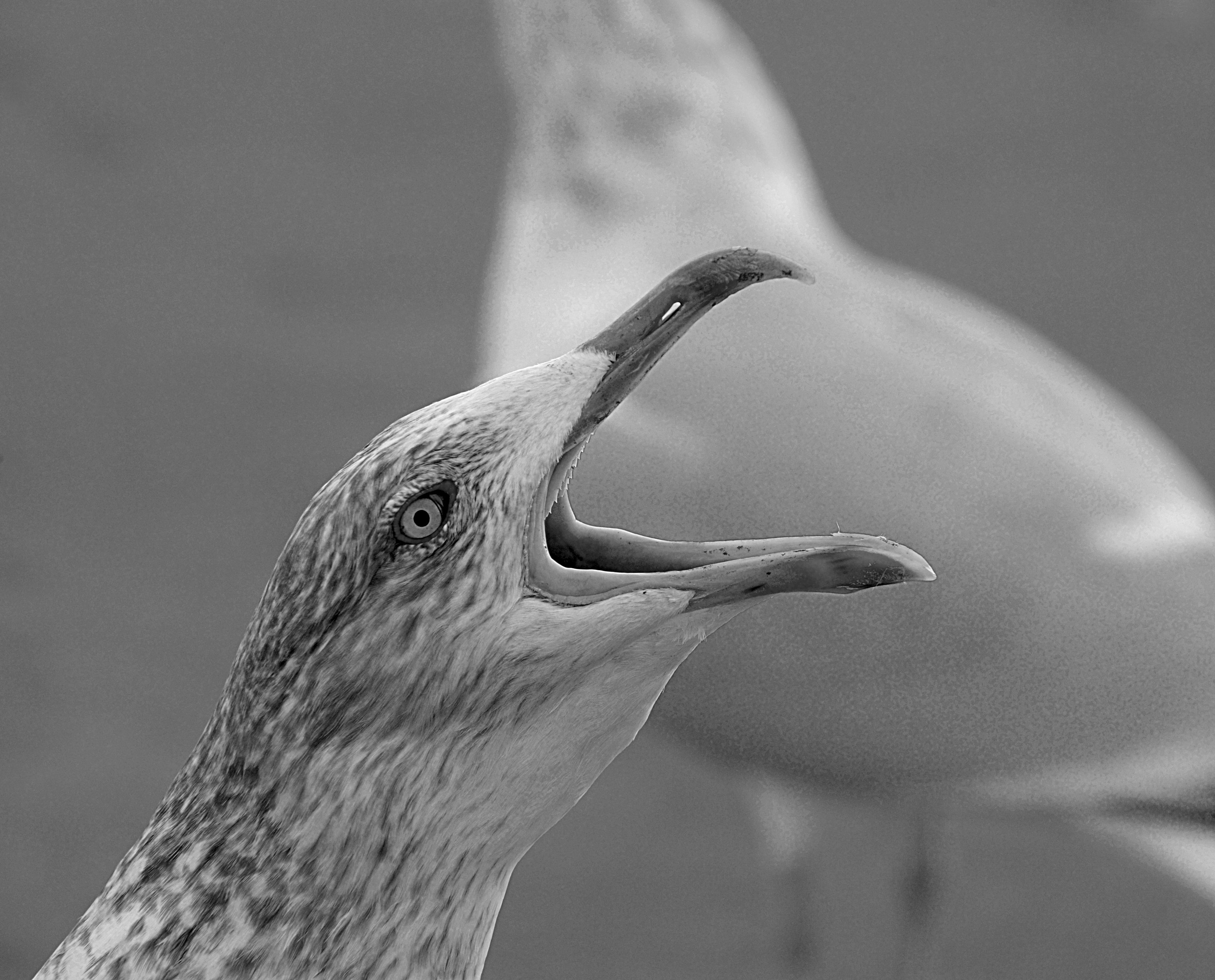 Grayscale Photo of Pigeons on Wooden Fence · Free Stock Photo