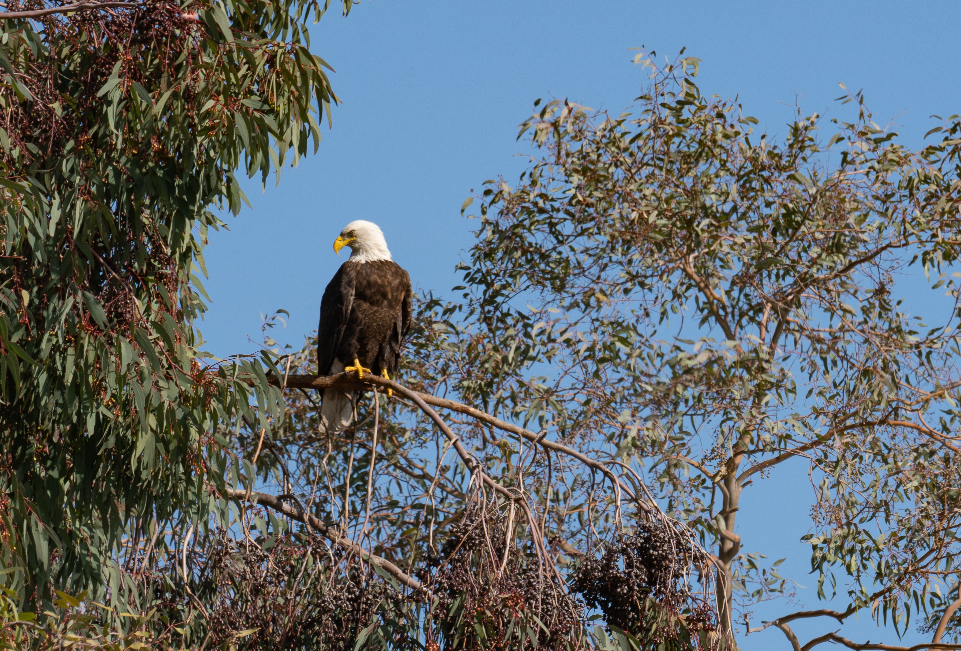 White and Brown Eagle on Brown Tree Branch · Free Stock Photo